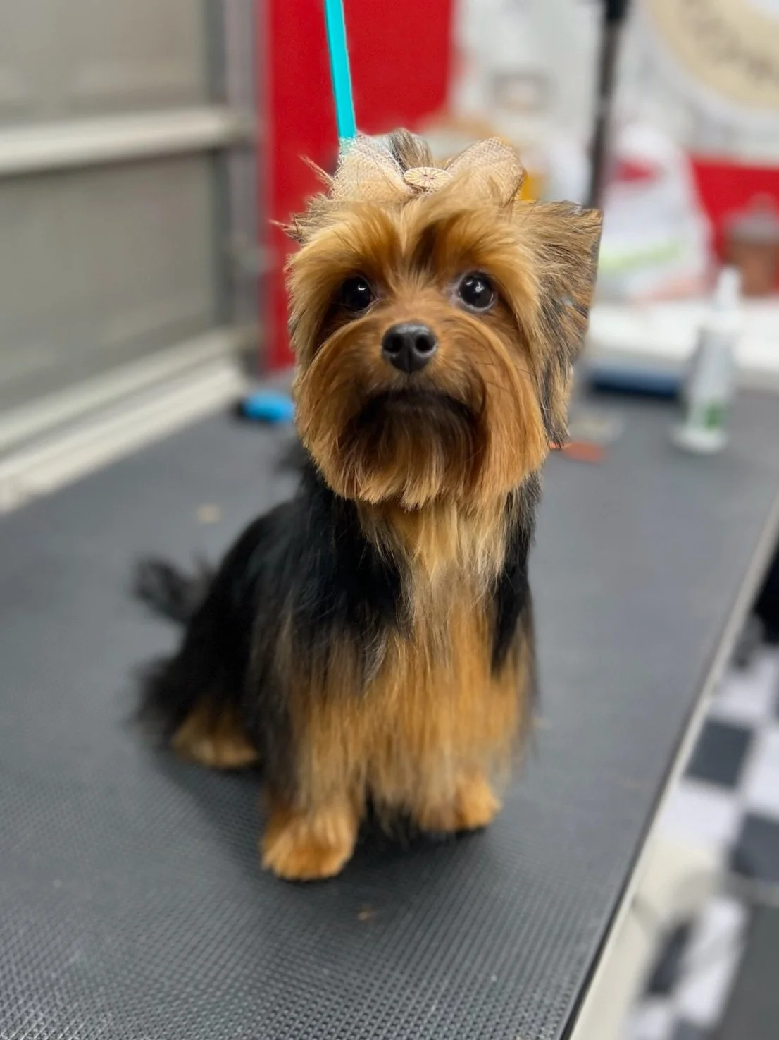 Fluff n' Buff Grooming Salon