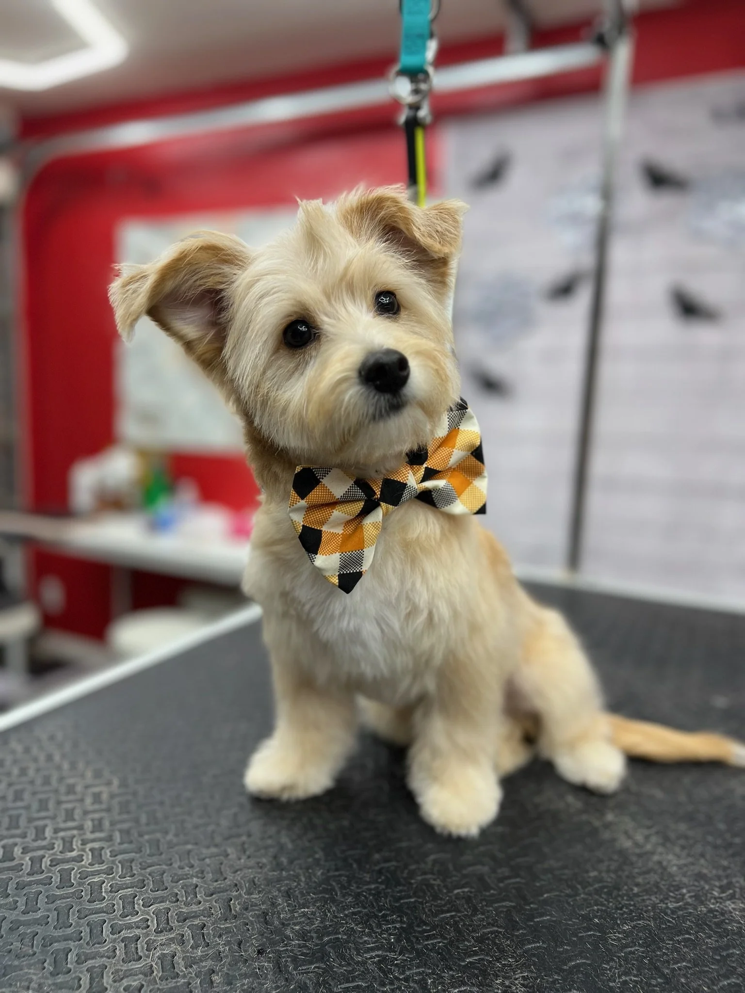 Fluff n' Buff Grooming Salon