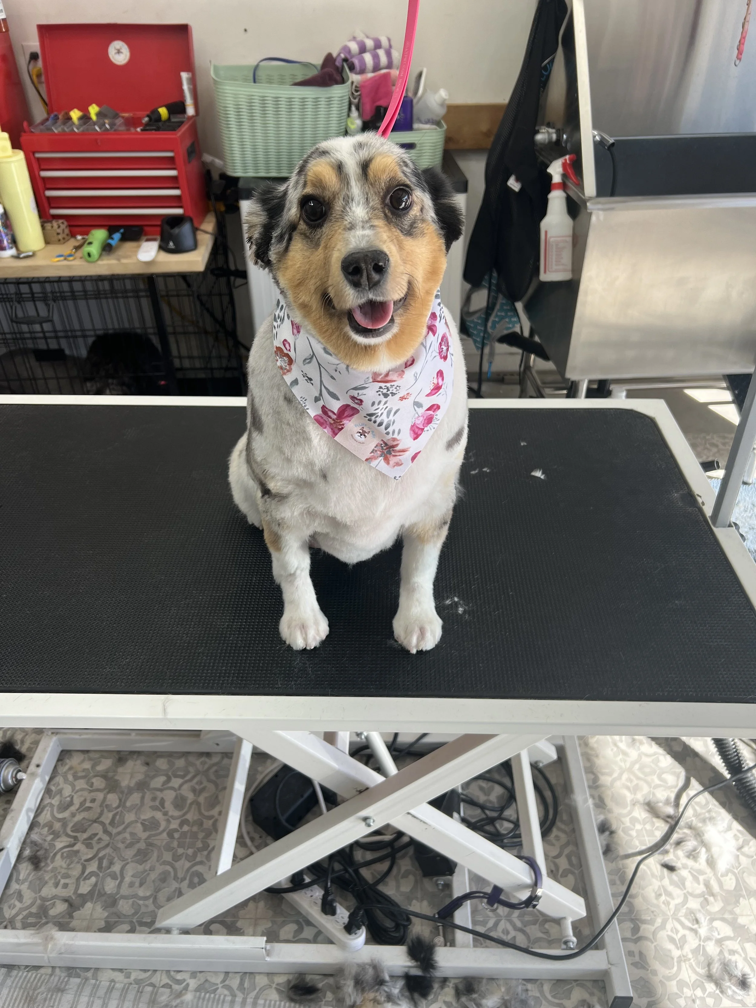 Fluff n' Buff Grooming Salon