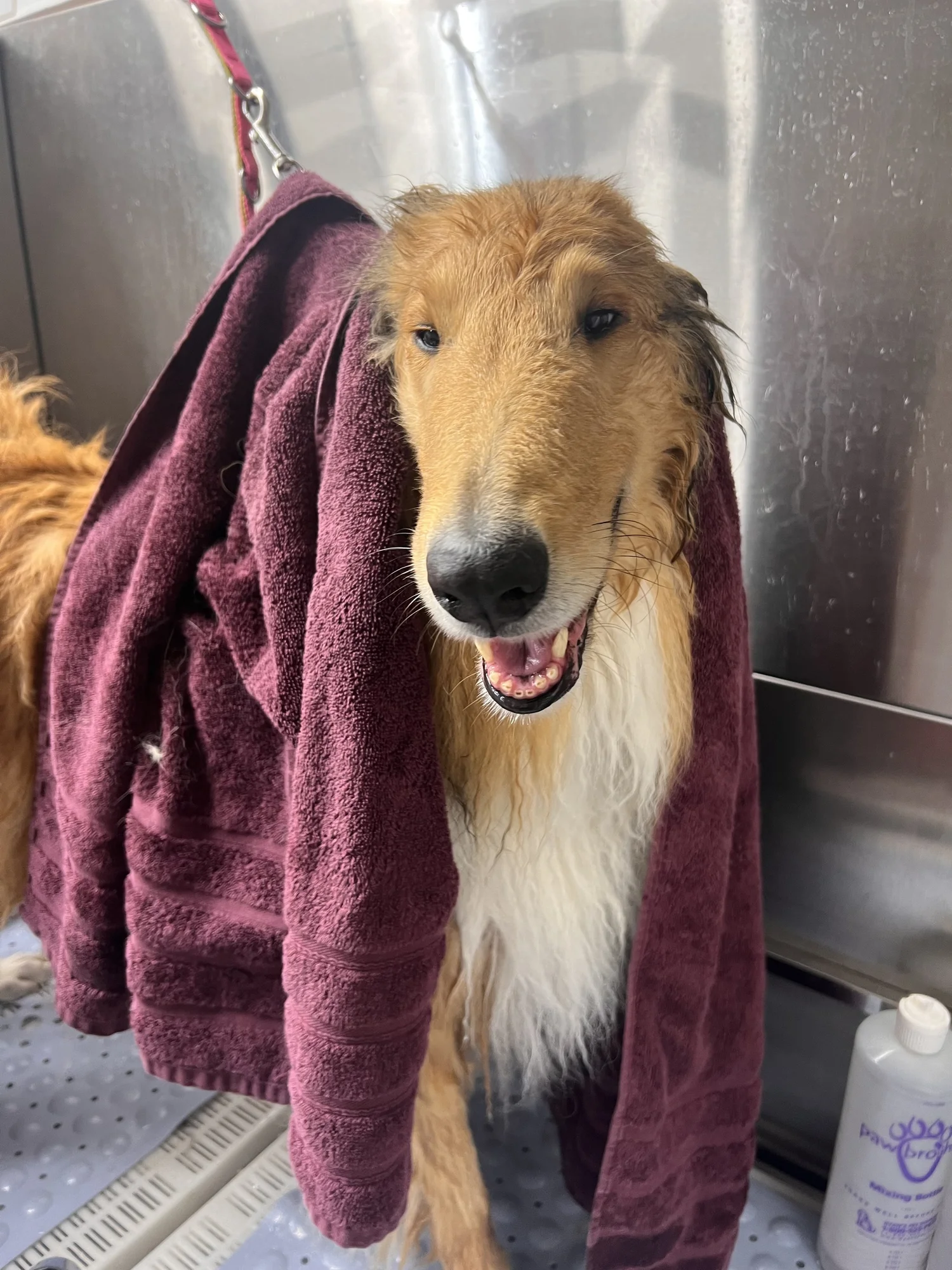 Fluff n' Buff Grooming Salon