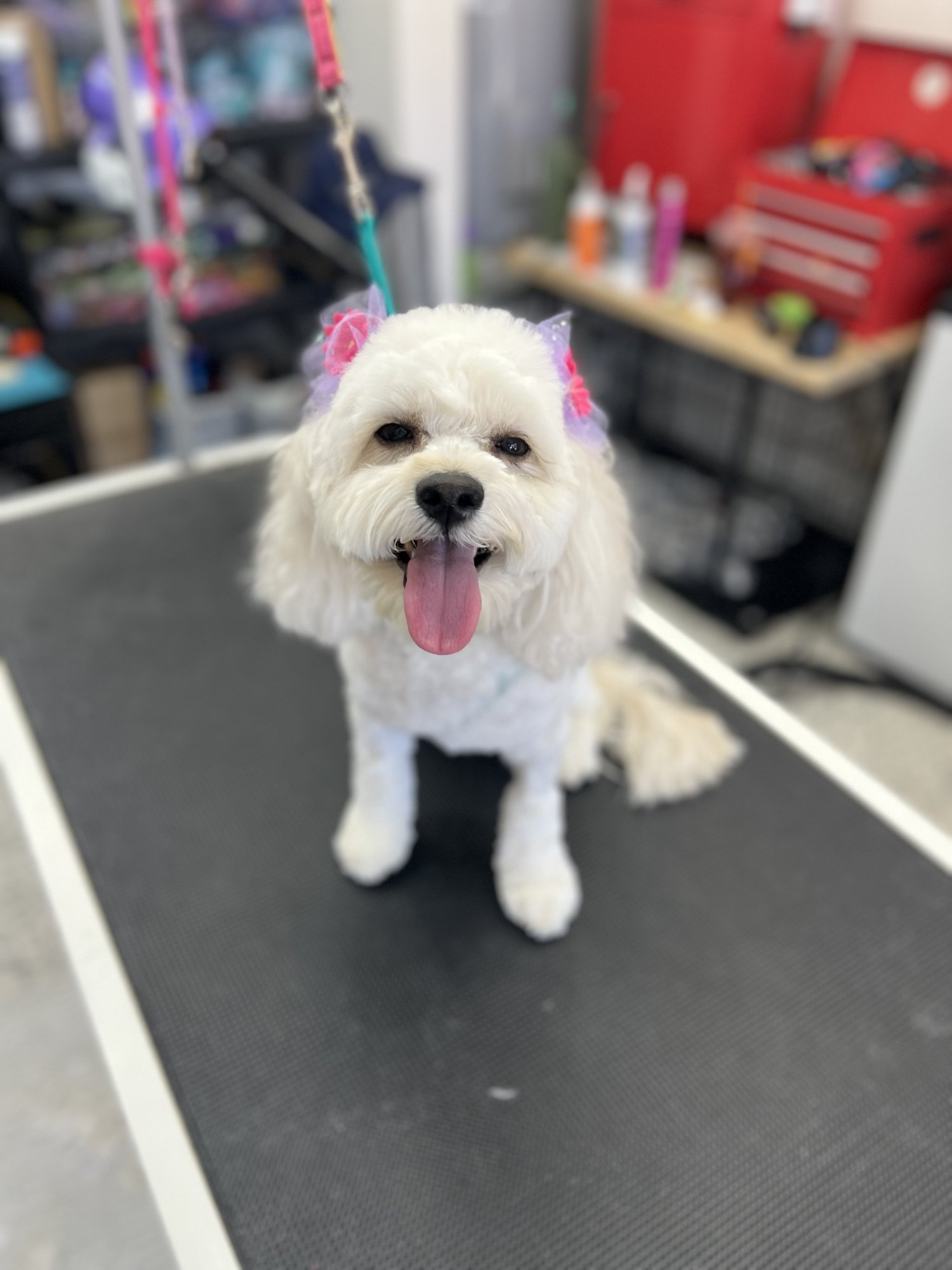 Fluff n' Buff Grooming Salon