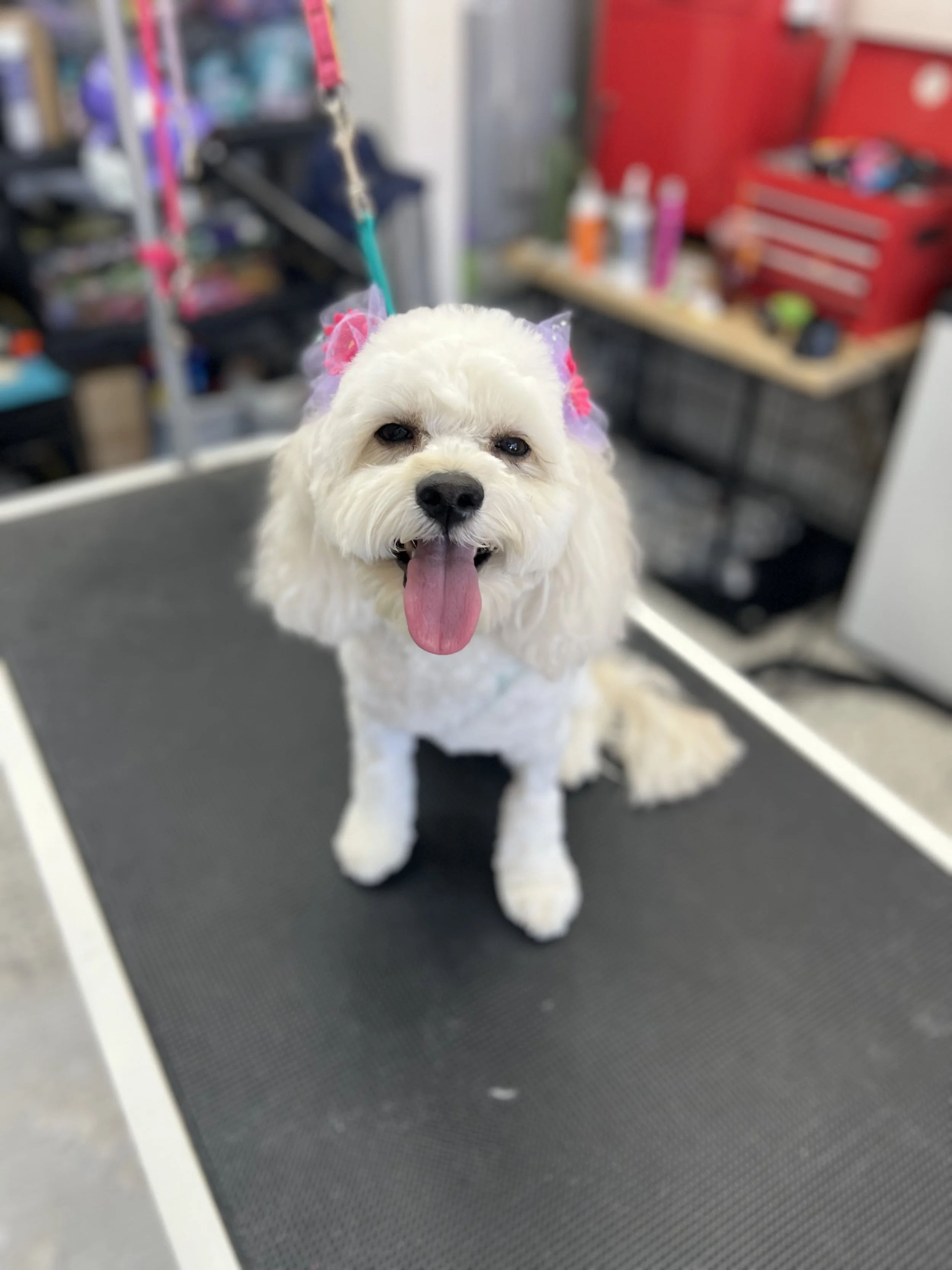 Fluff n' Buff Grooming Salon