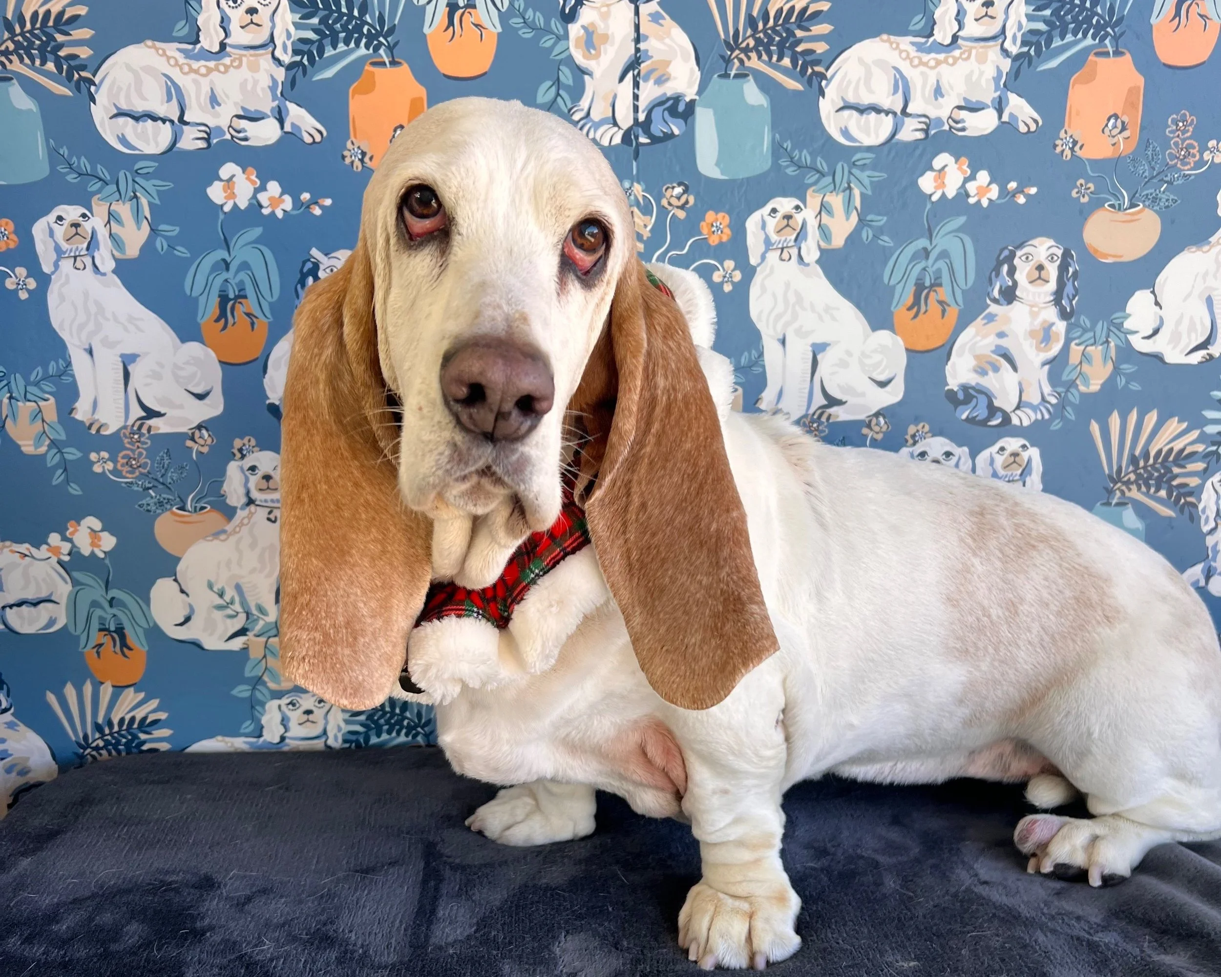 Fluff n' Buff Grooming Salon