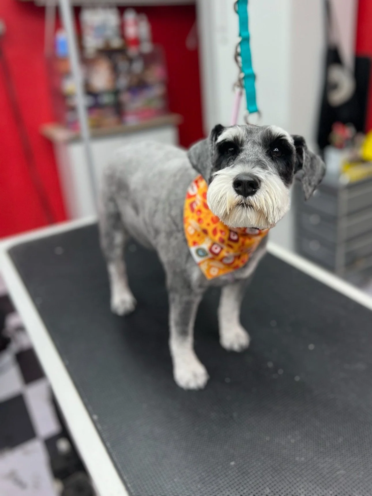 Fluff n' Buff Grooming Salon