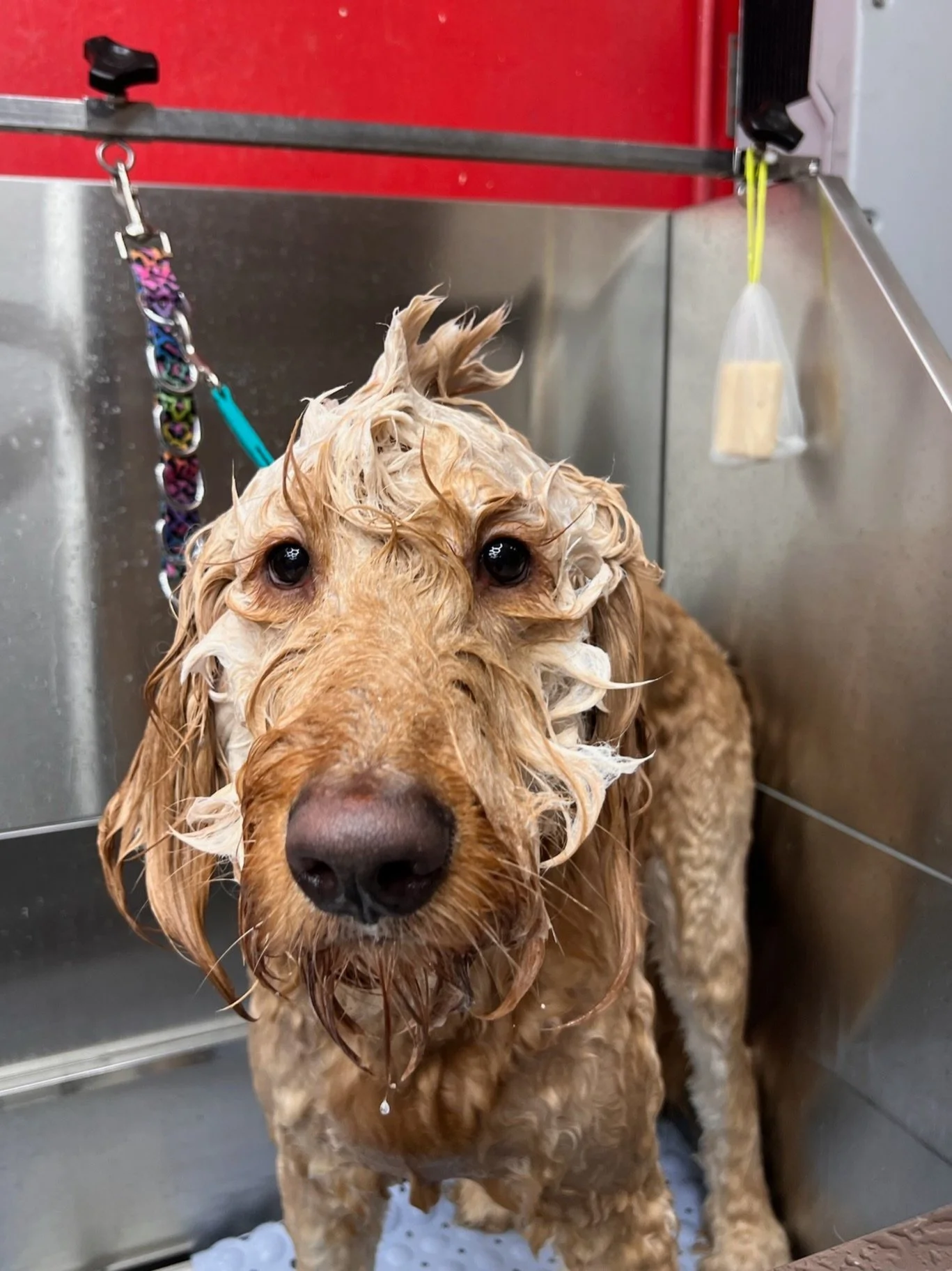 Fluff n' Buff Grooming Salon