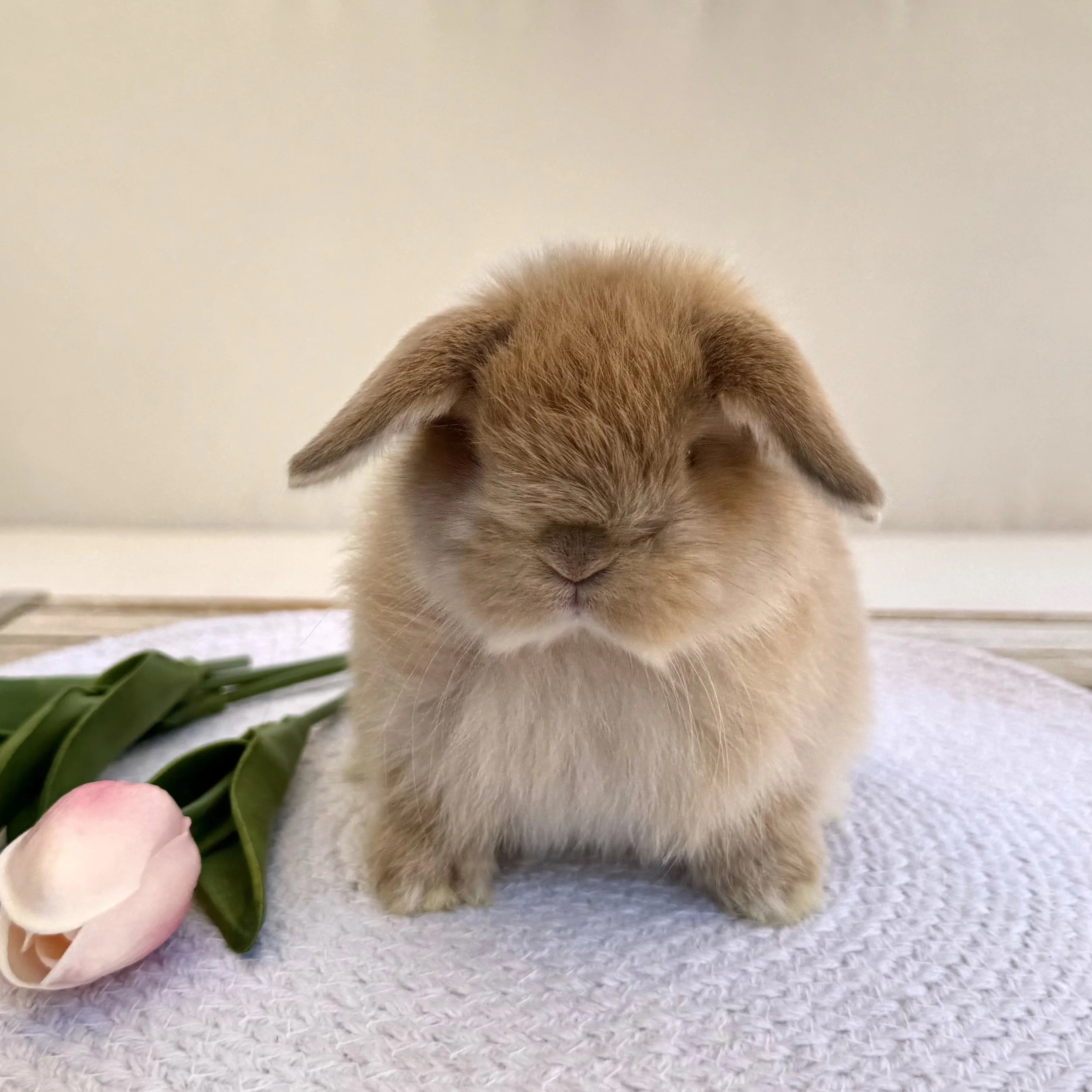 For Sale — HAREBELL RABBITRY