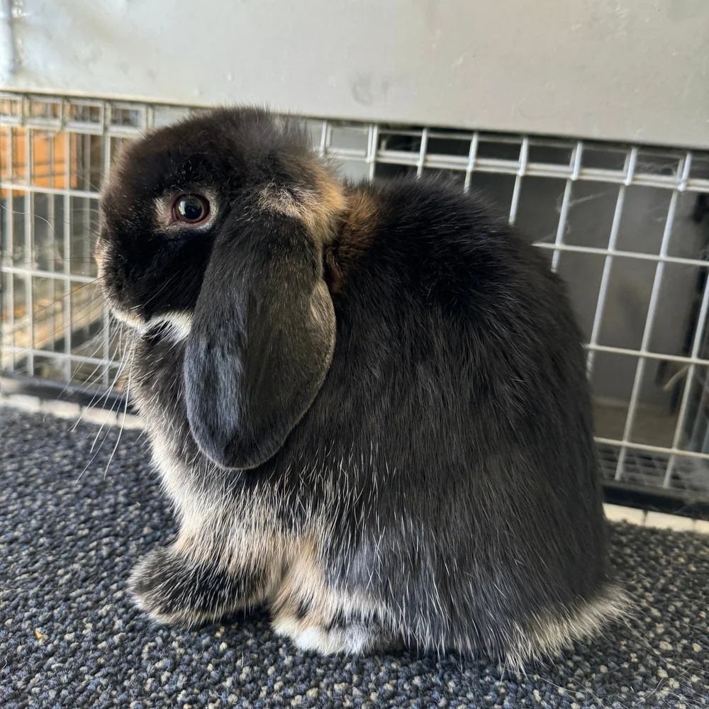 Holland Lops — HAREBELL RABBITRY