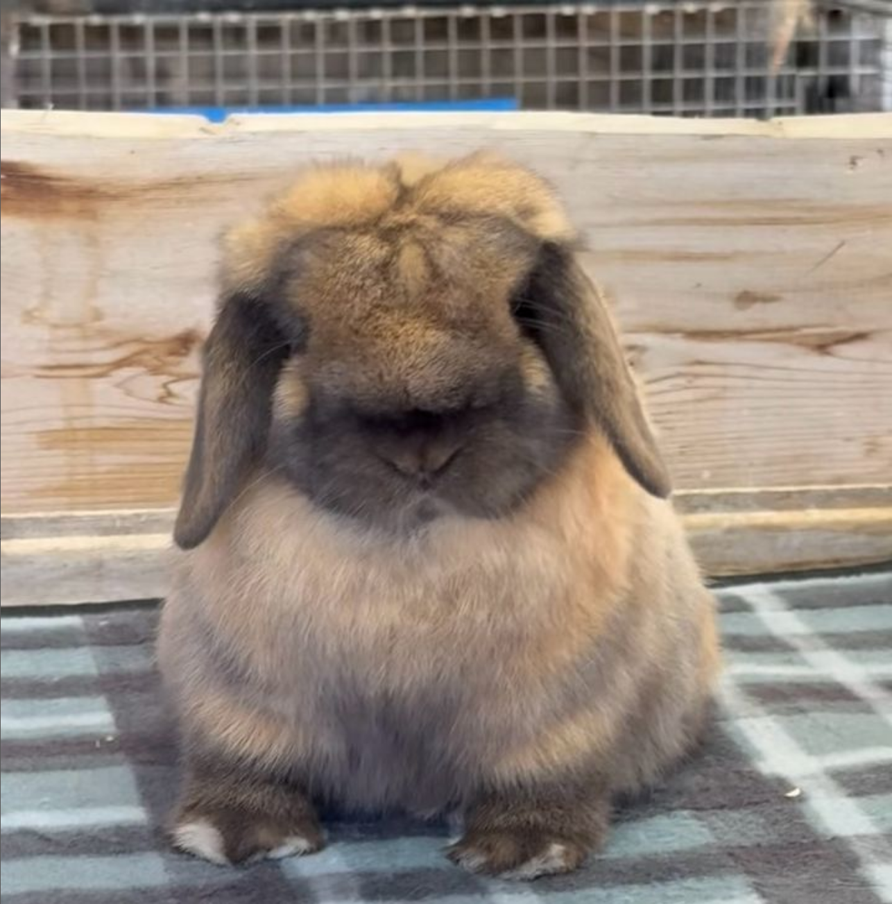 Holland Lops — HAREBELL RABBITRY