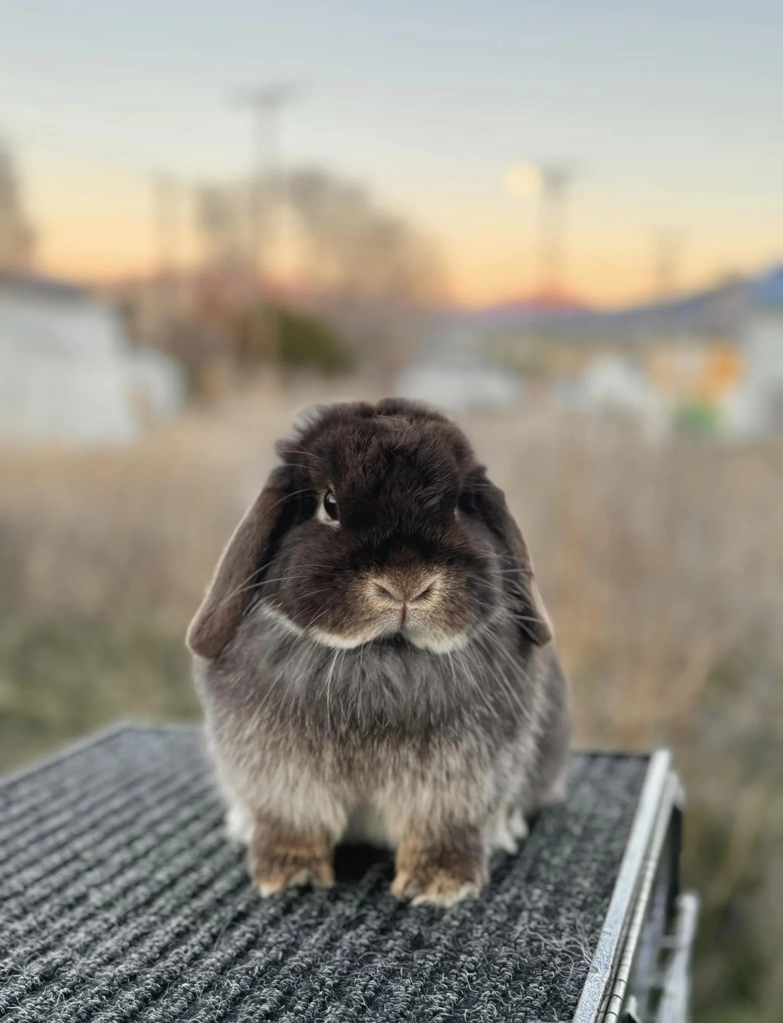 Holland Lops — HAREBELL RABBITRY