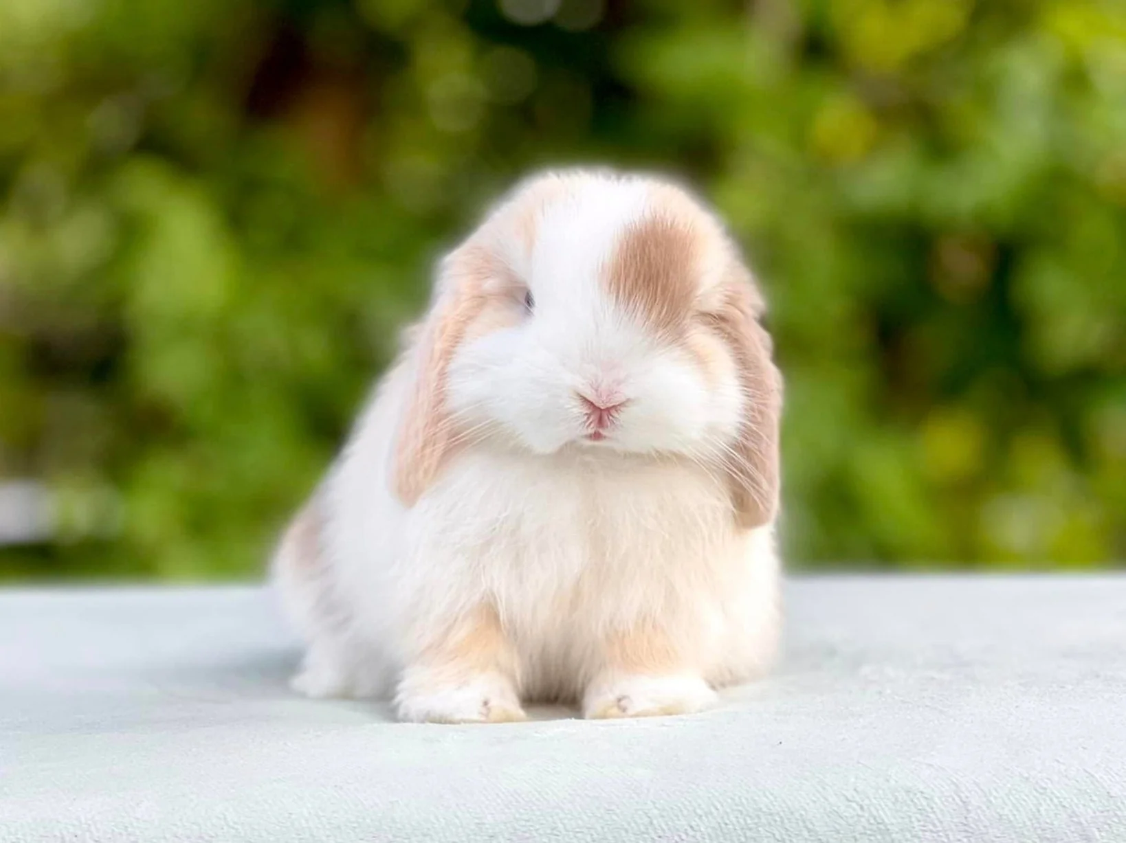 For Sale — HAREBELL RABBITRY