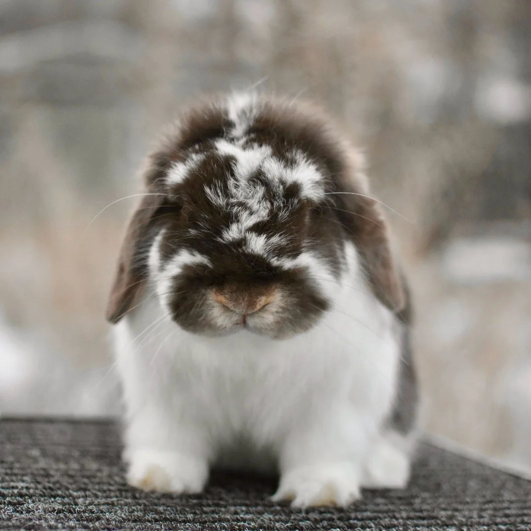 Holland Lops — HAREBELL RABBITRY