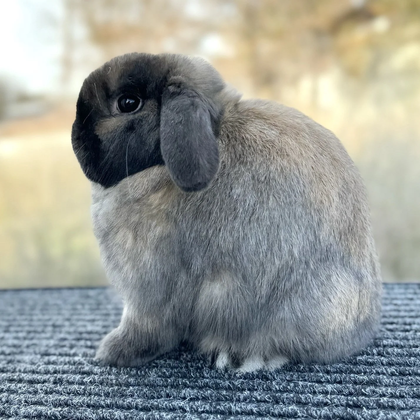 Holland Lops — HAREBELL RABBITRY