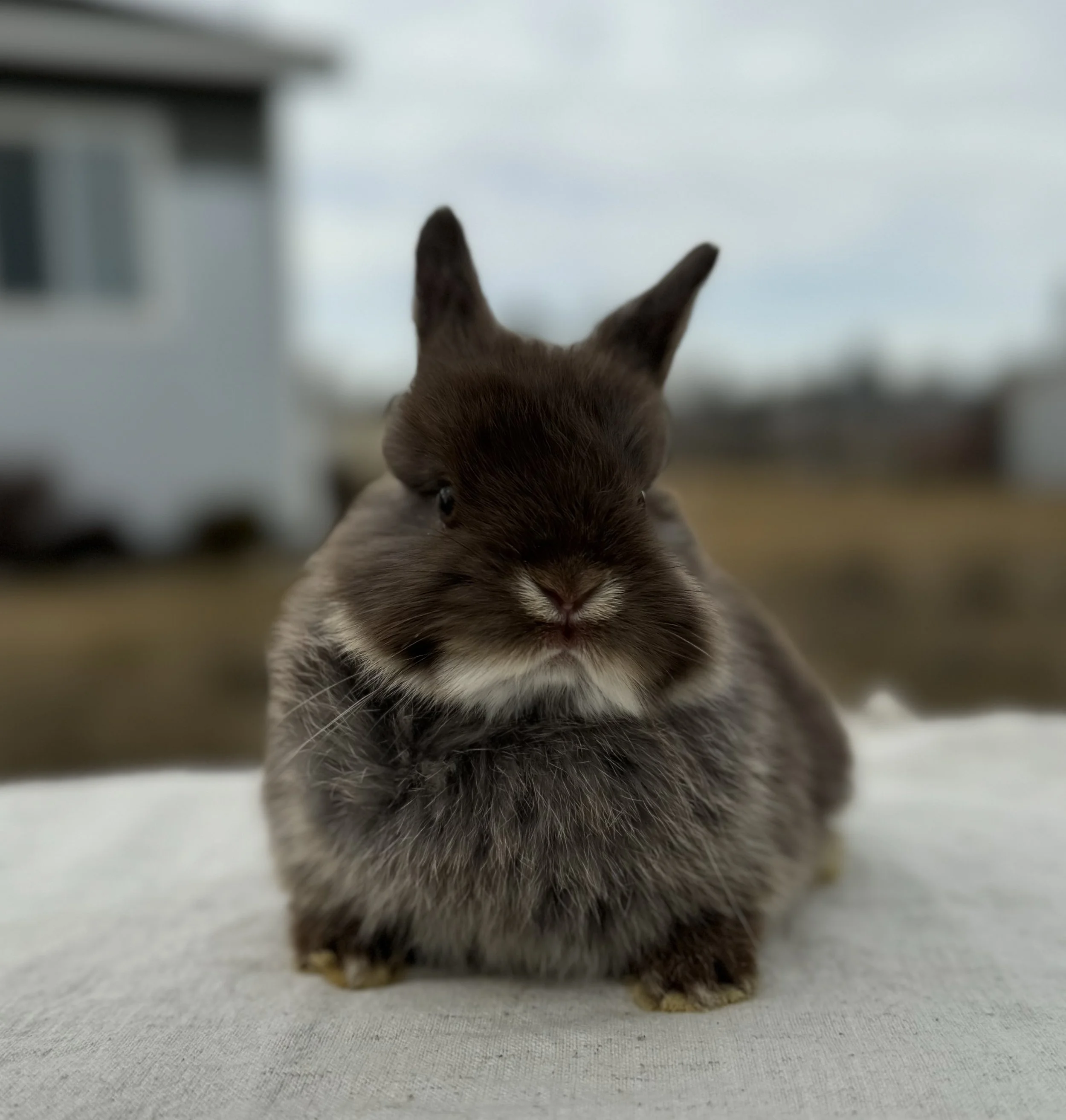 For Sale — HAREBELL RABBITRY