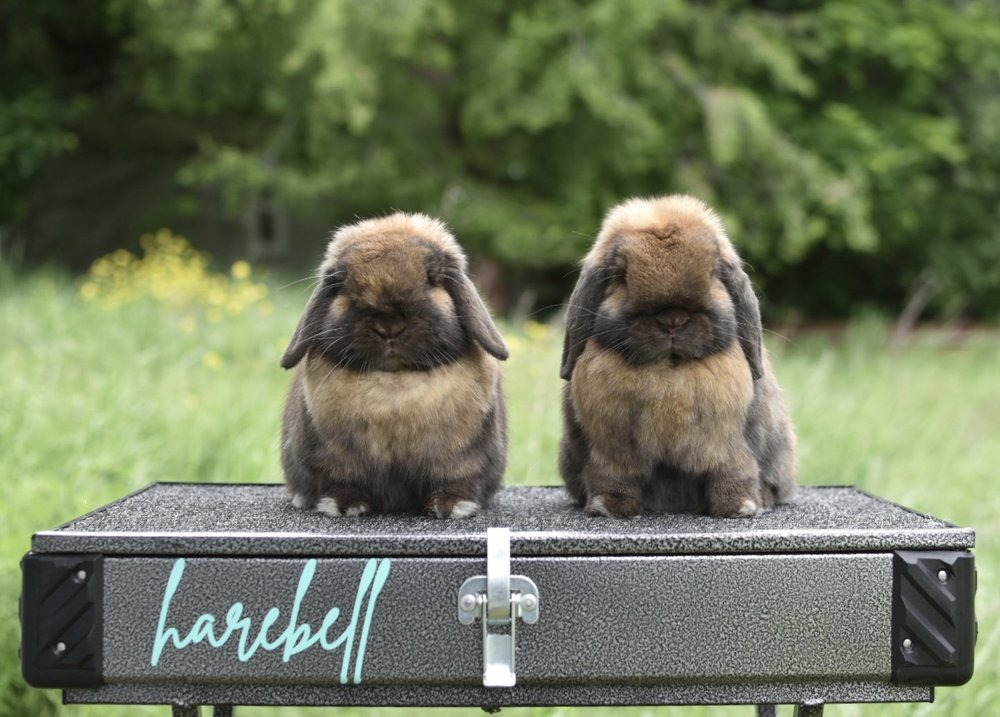 HAREBELL RABBITRY