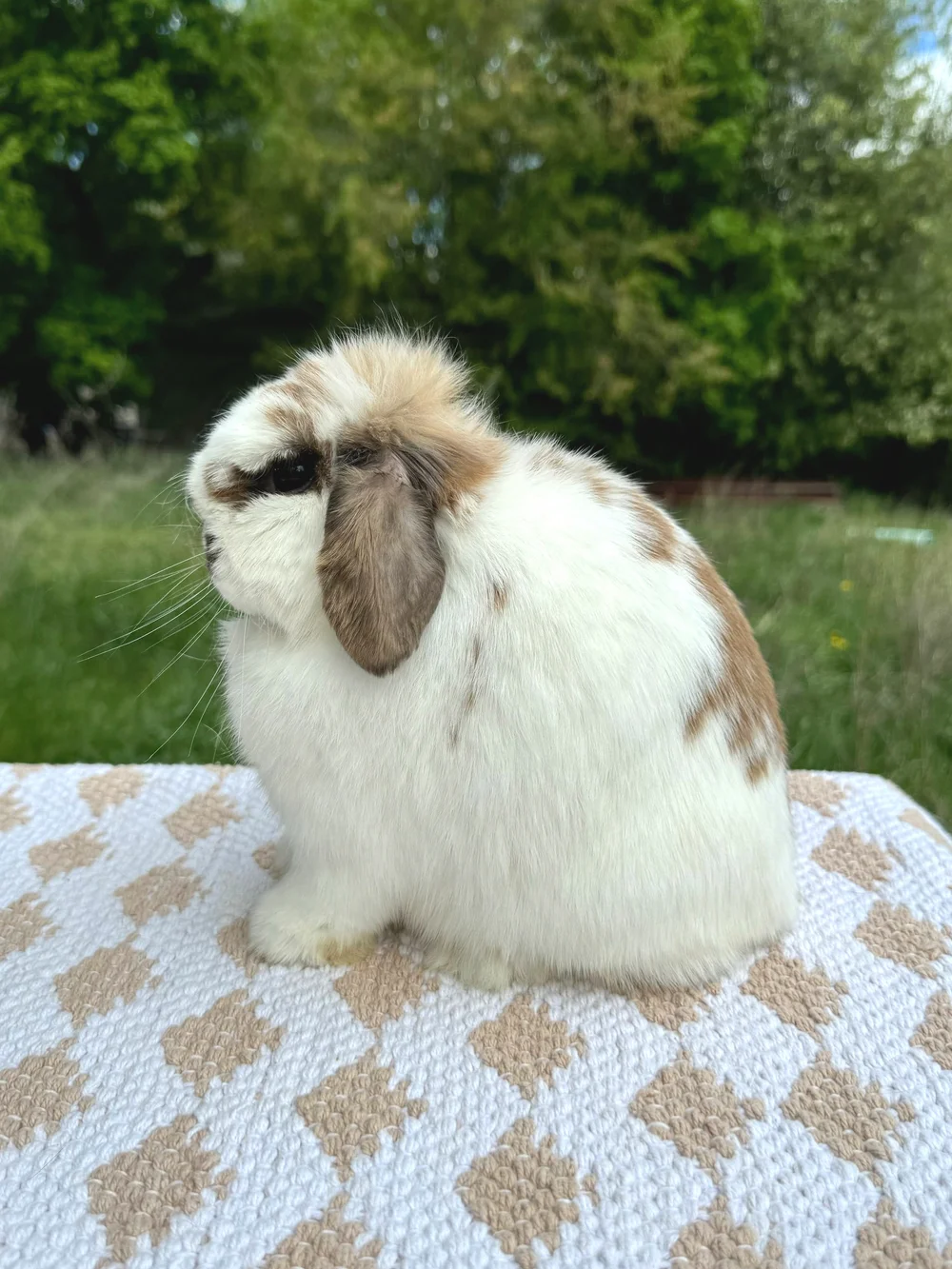 Holland Lops — HAREBELL RABBITRY