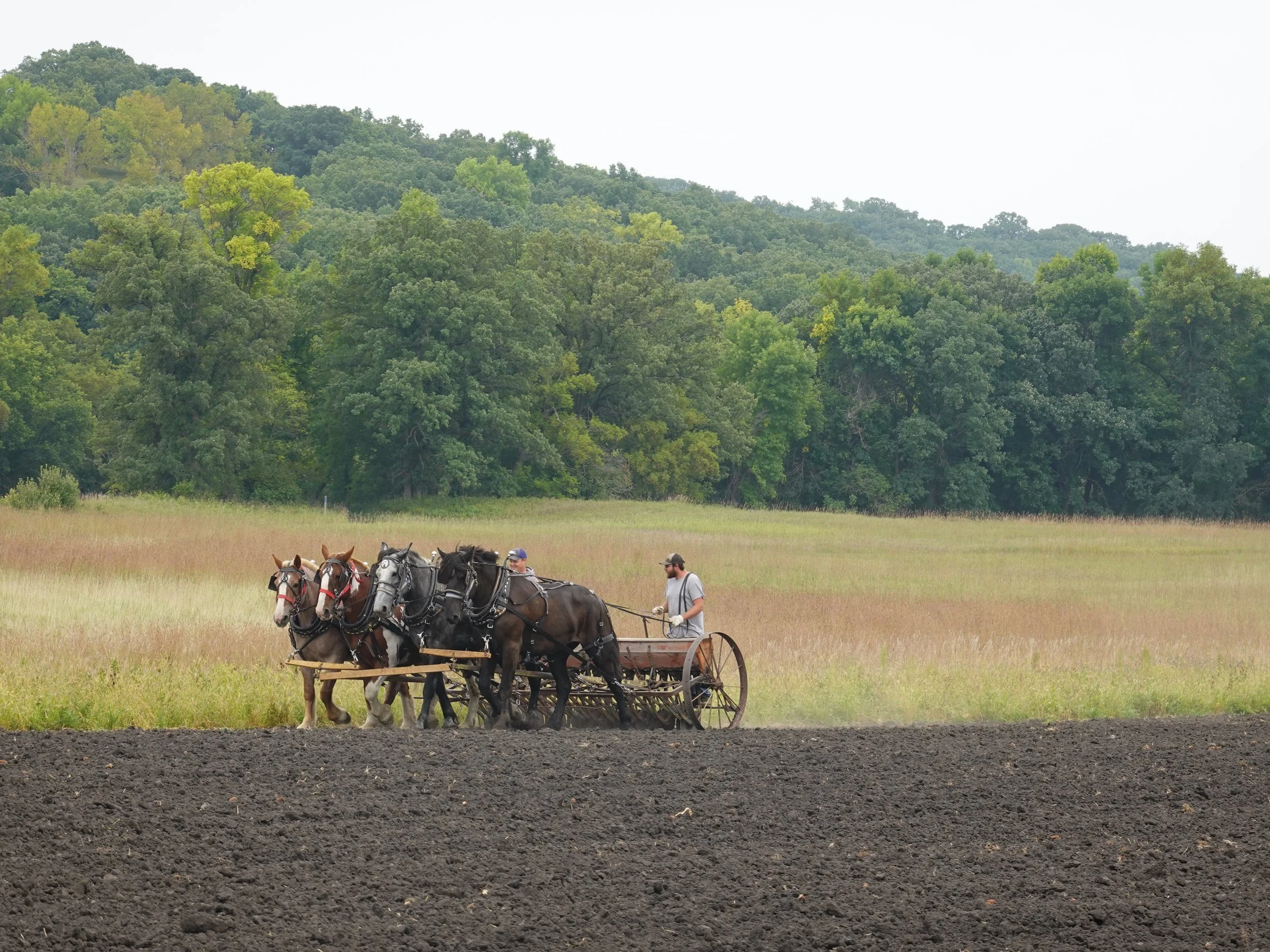 Fort Ransom Sodbusters