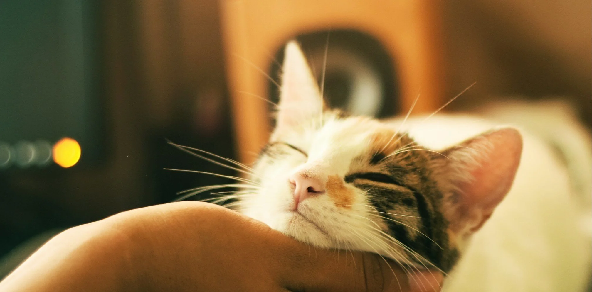 Lounge Rules — Cat Haven Lounge