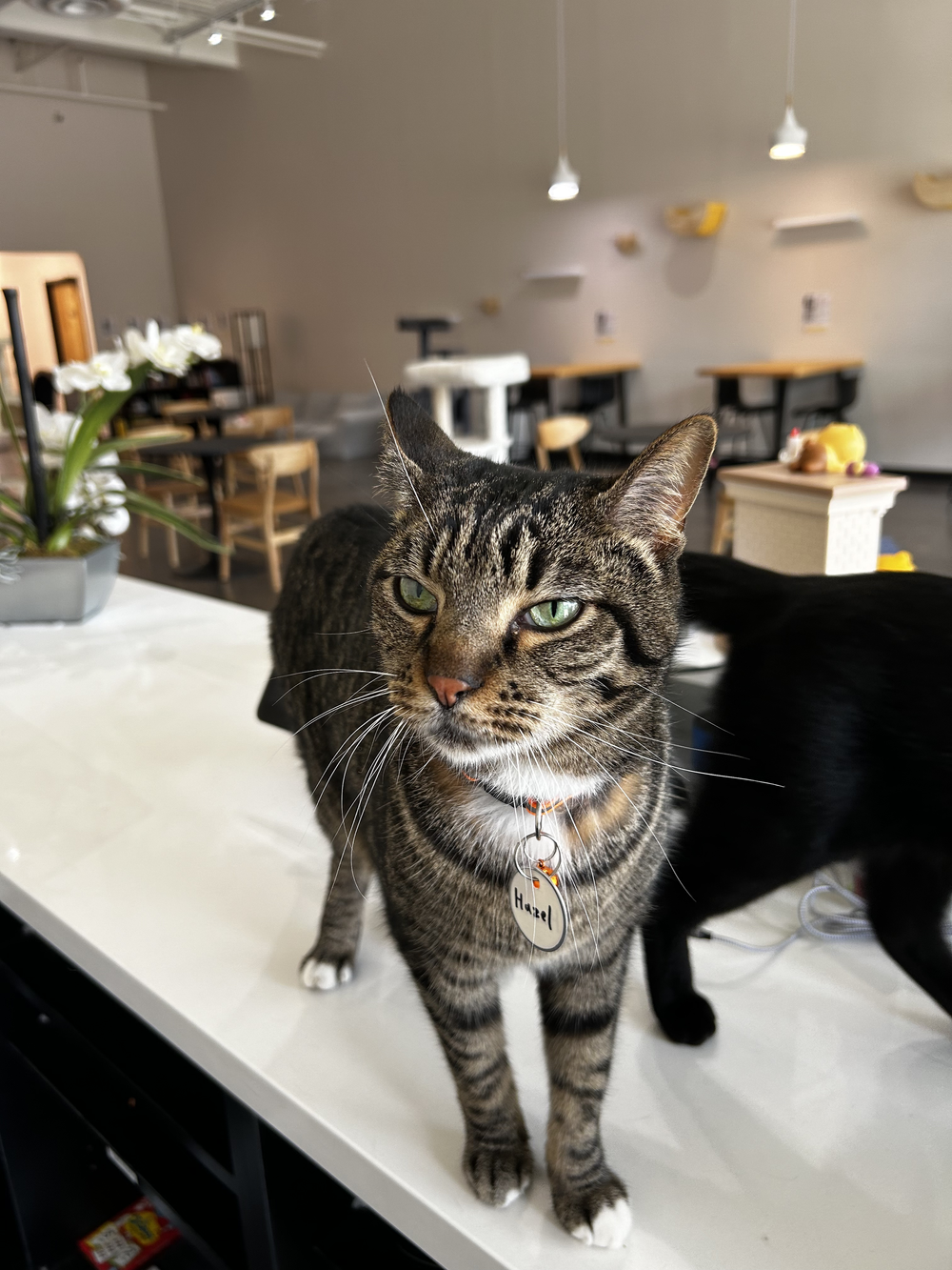 Cat Haven Lounge