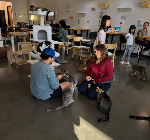 Cat Haven Lounge