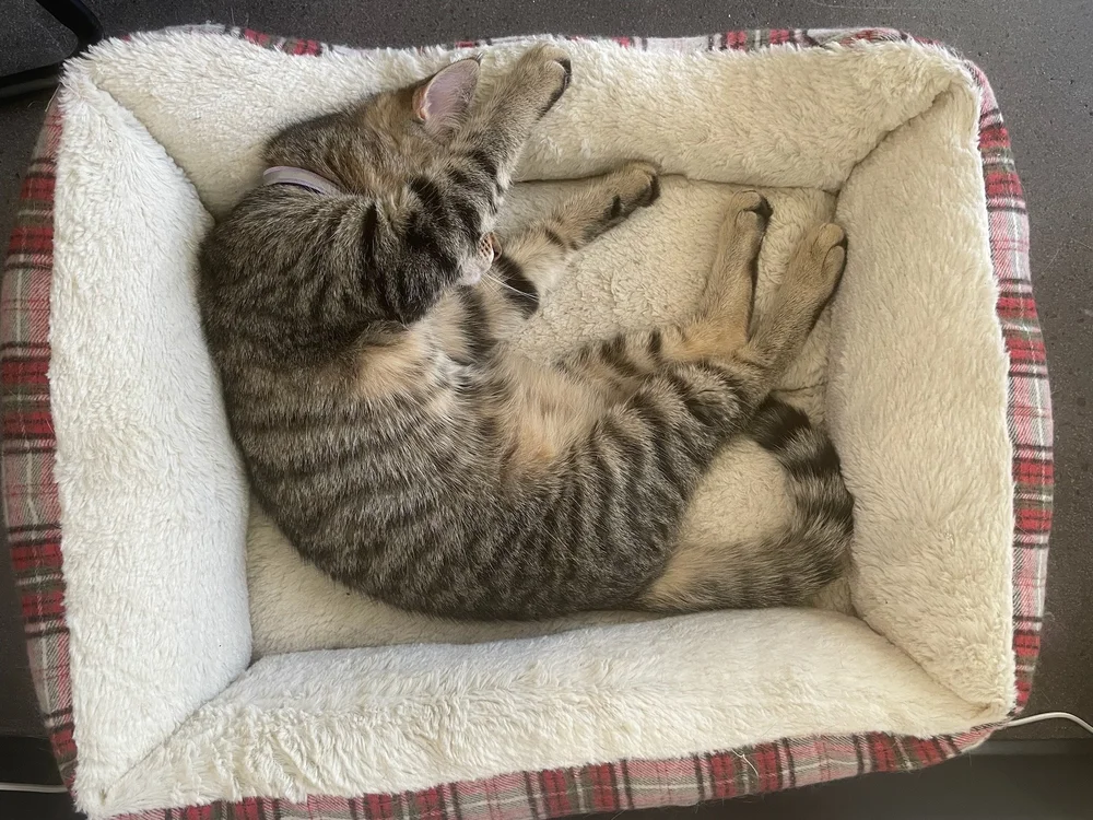 Adopt — Cat Haven Lounge