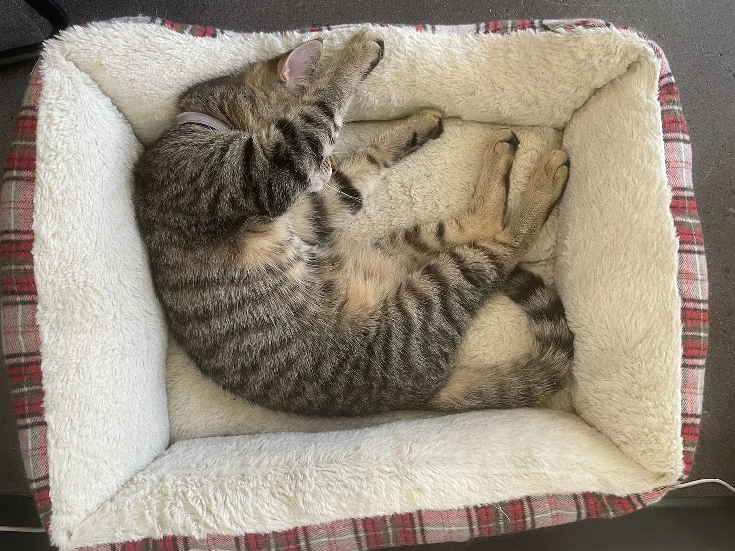 Adopt — Cat Haven Lounge