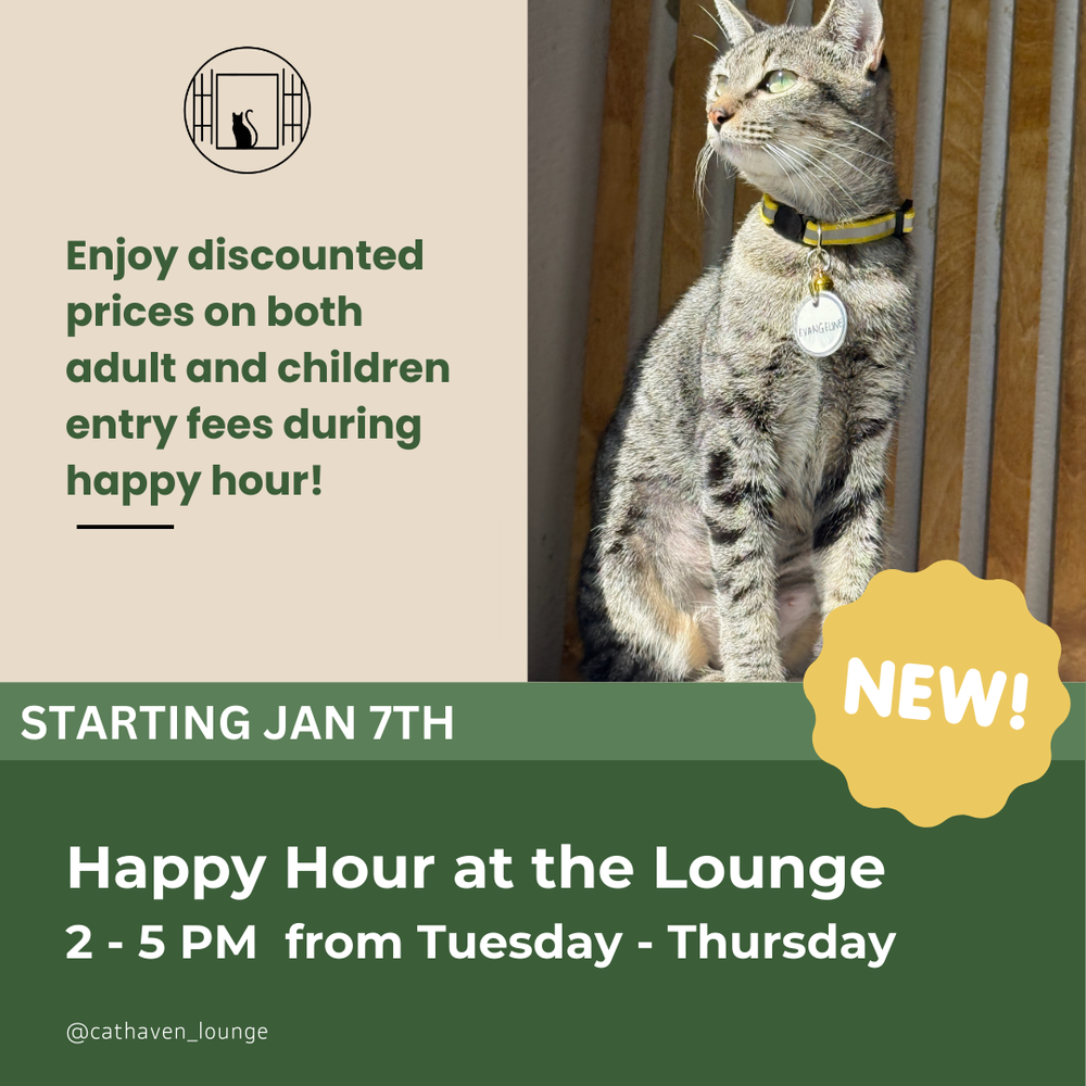 Cat Haven Lounge