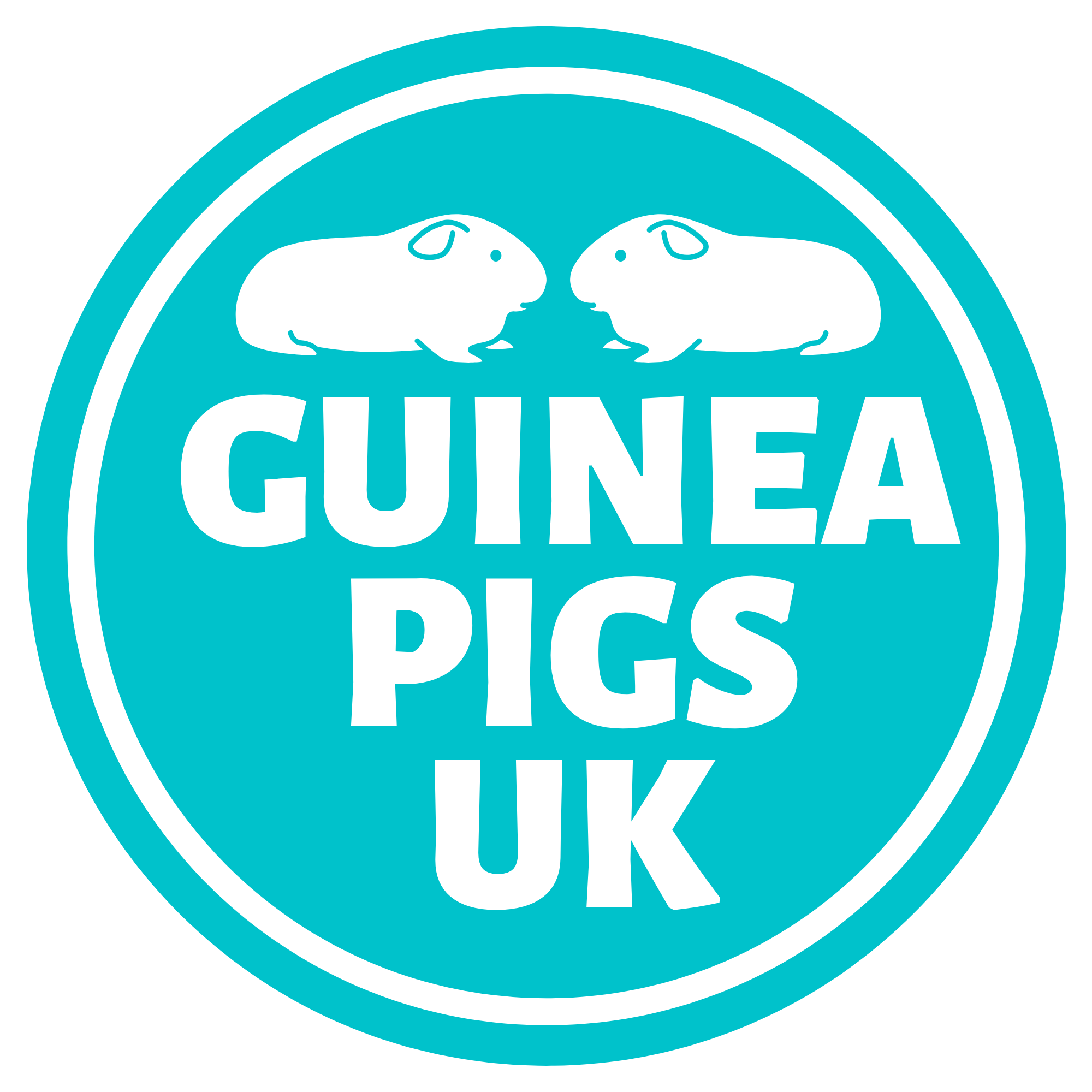 Behaviour & Companionship — Guinea Pigs UK - Your Guinea Pig Guide