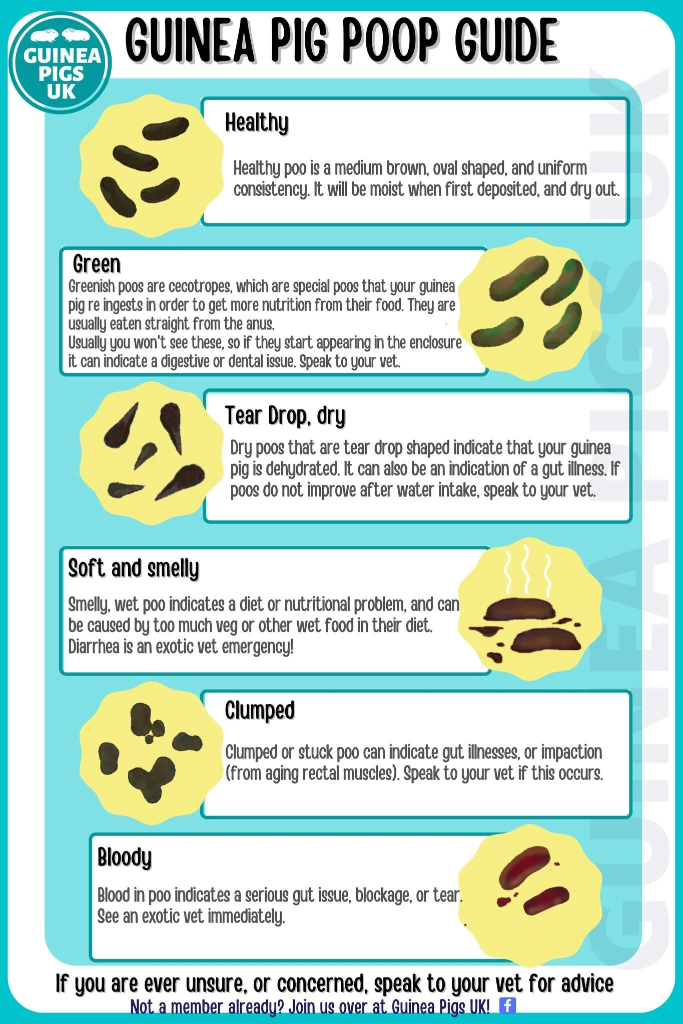 Health & Illness — Guinea Pigs UK - Your Guinea Pig Guide