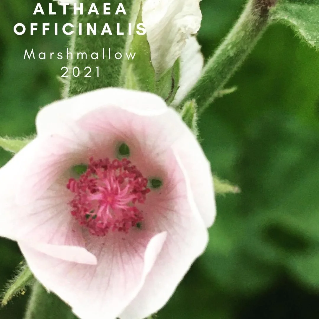 The Inflammation Soother Collection — Mineral Roots Nursery