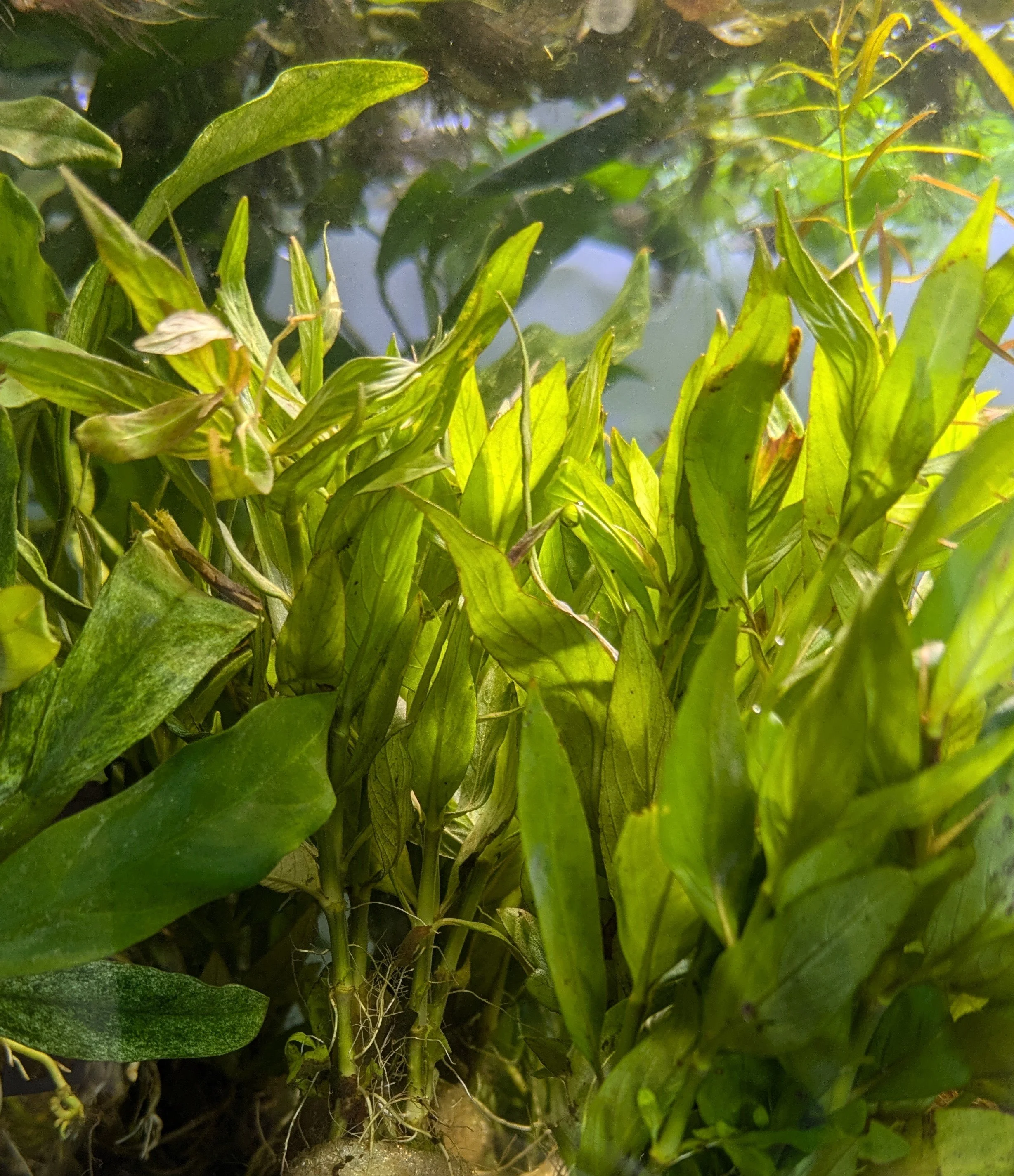 Aquatic Plants — Fintastic Fish Store