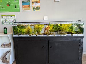 Aquatic Plants — Fintastic Fish Store