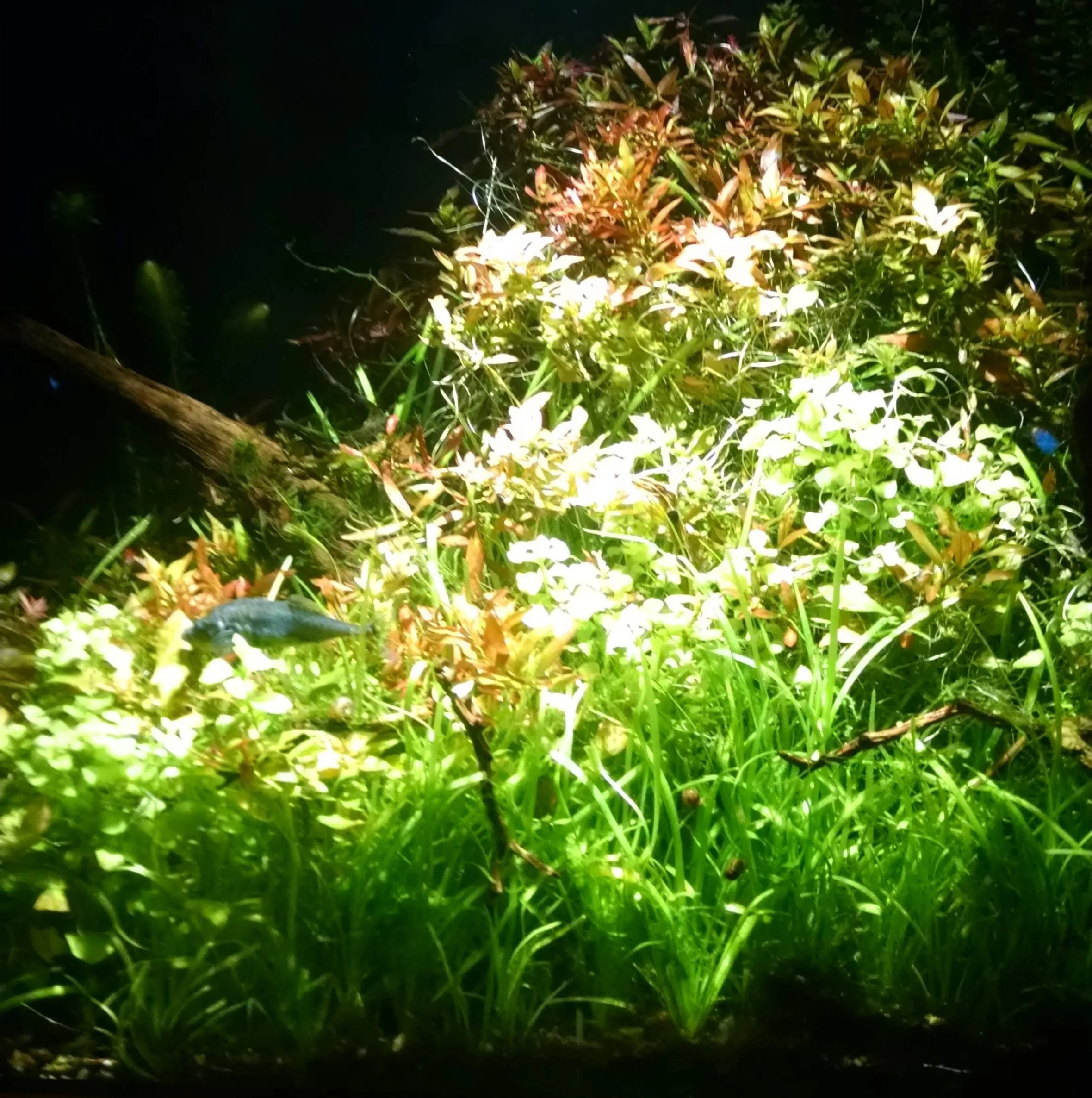 Fintastic Fish Store | Explore Fishkeeping Wonders