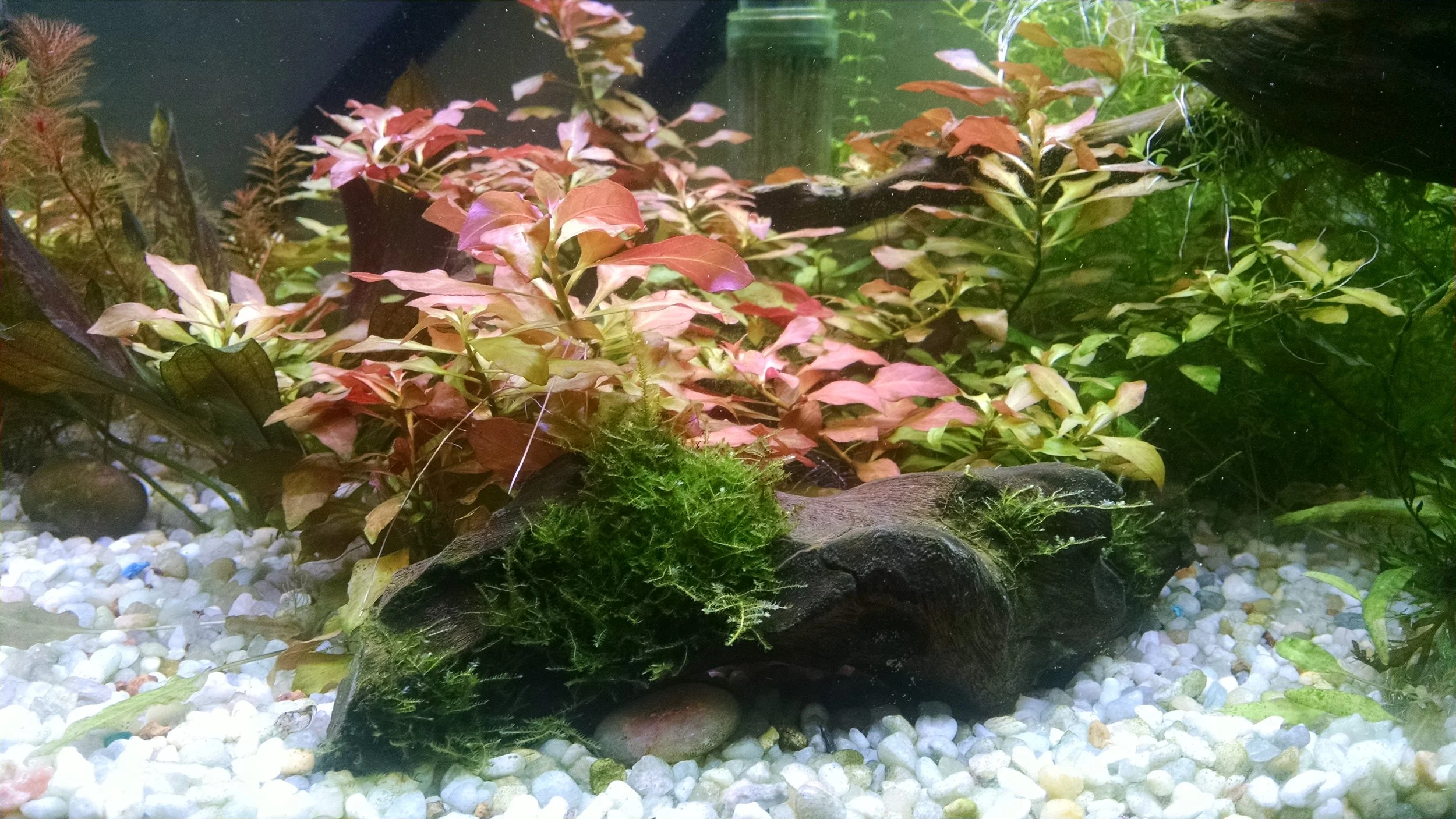 Fintastic Fish Store