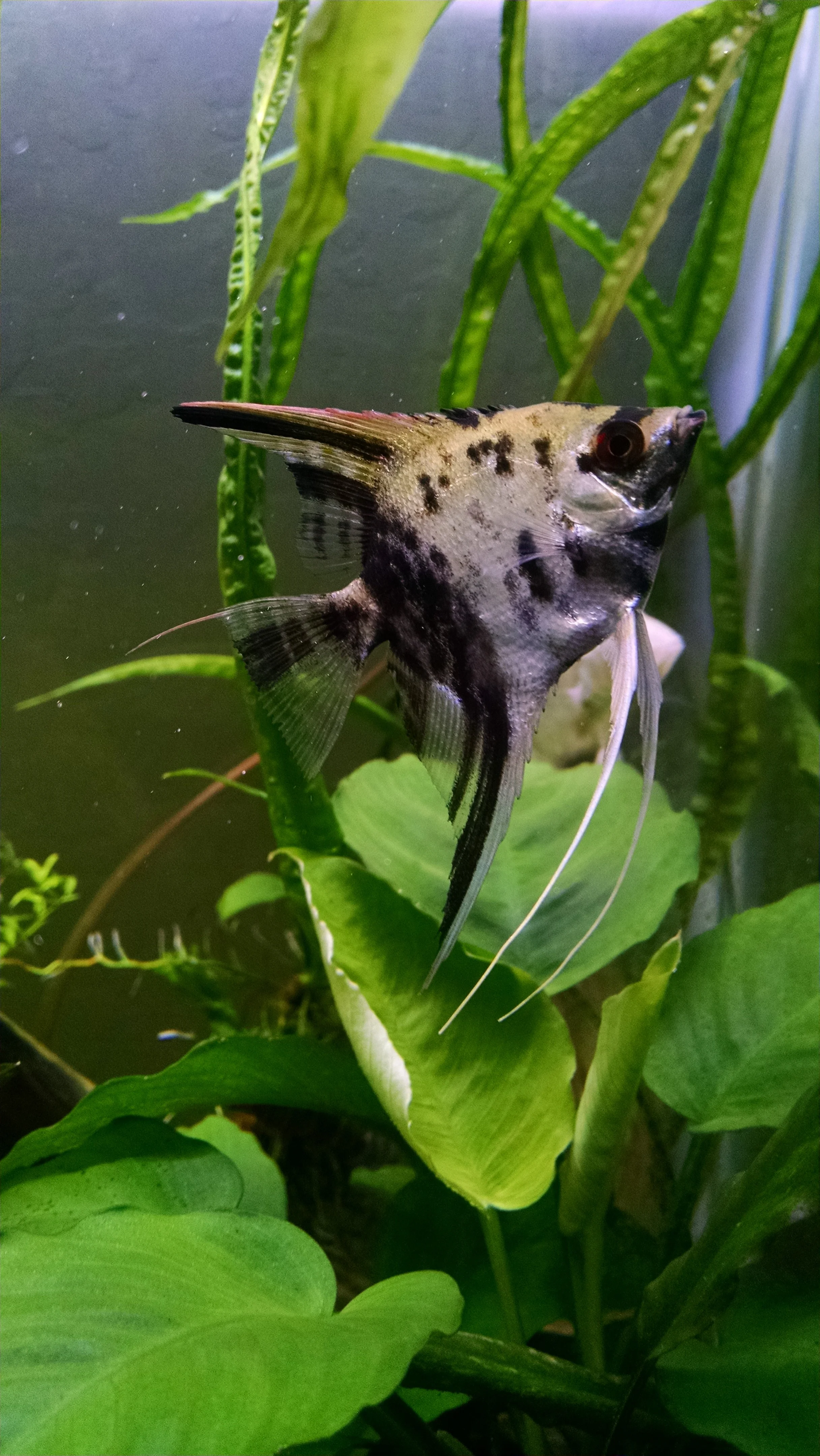 Fintastic Fish Store