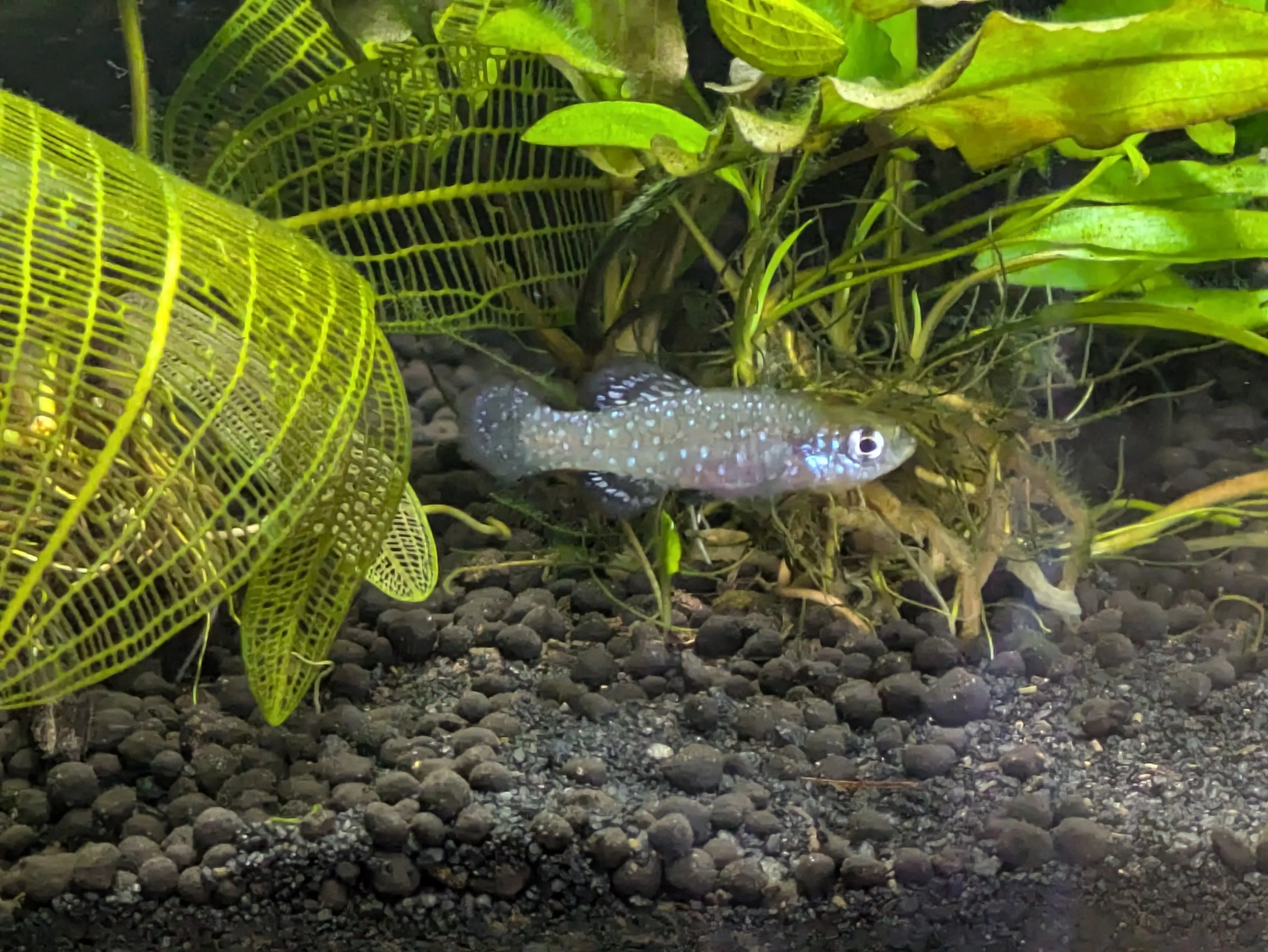 Fintastic Fish Store | Explore Fishkeeping Wonders