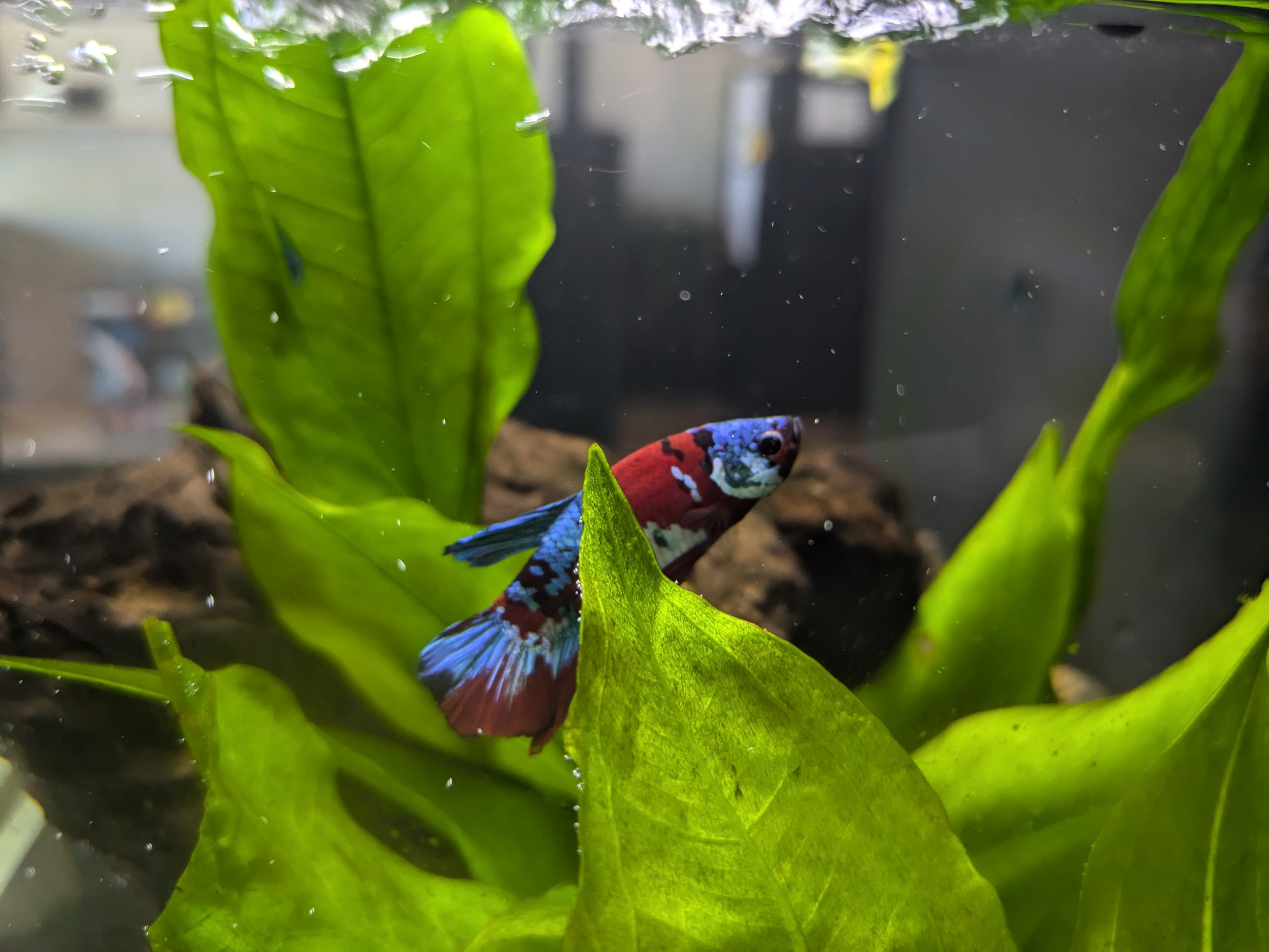 Fintastic Fish Store