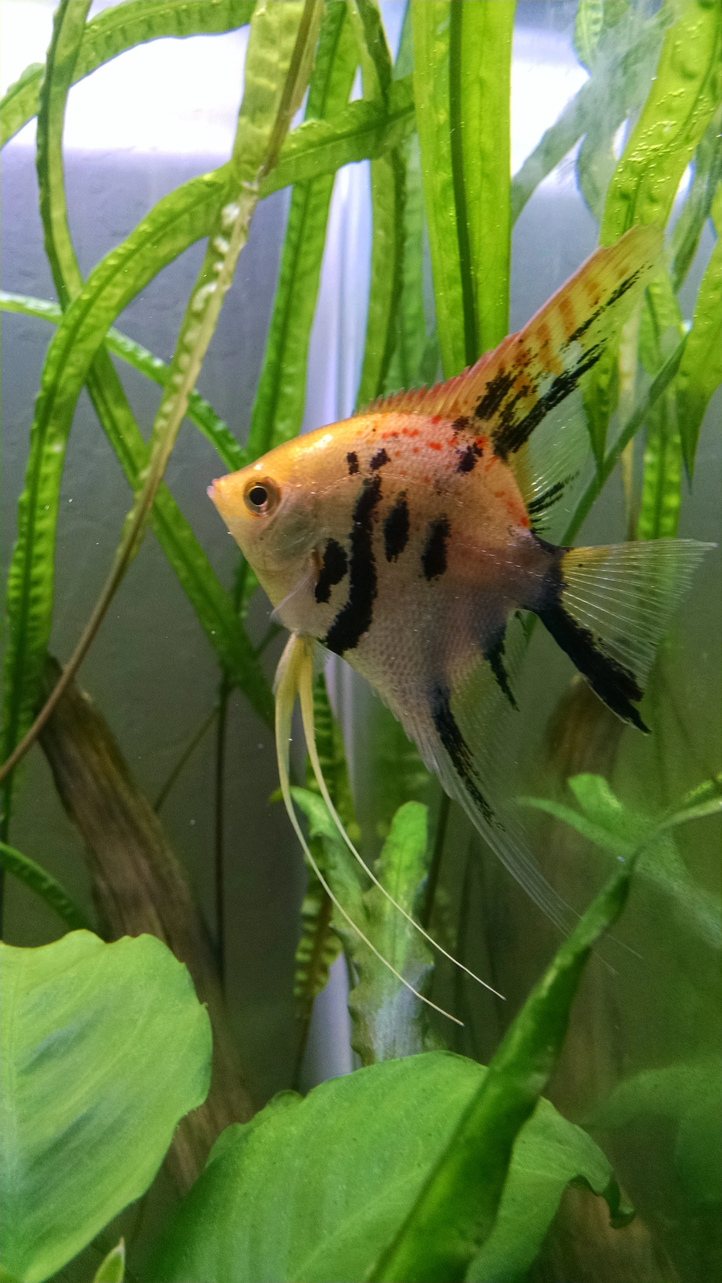 Fintastic Fish Store