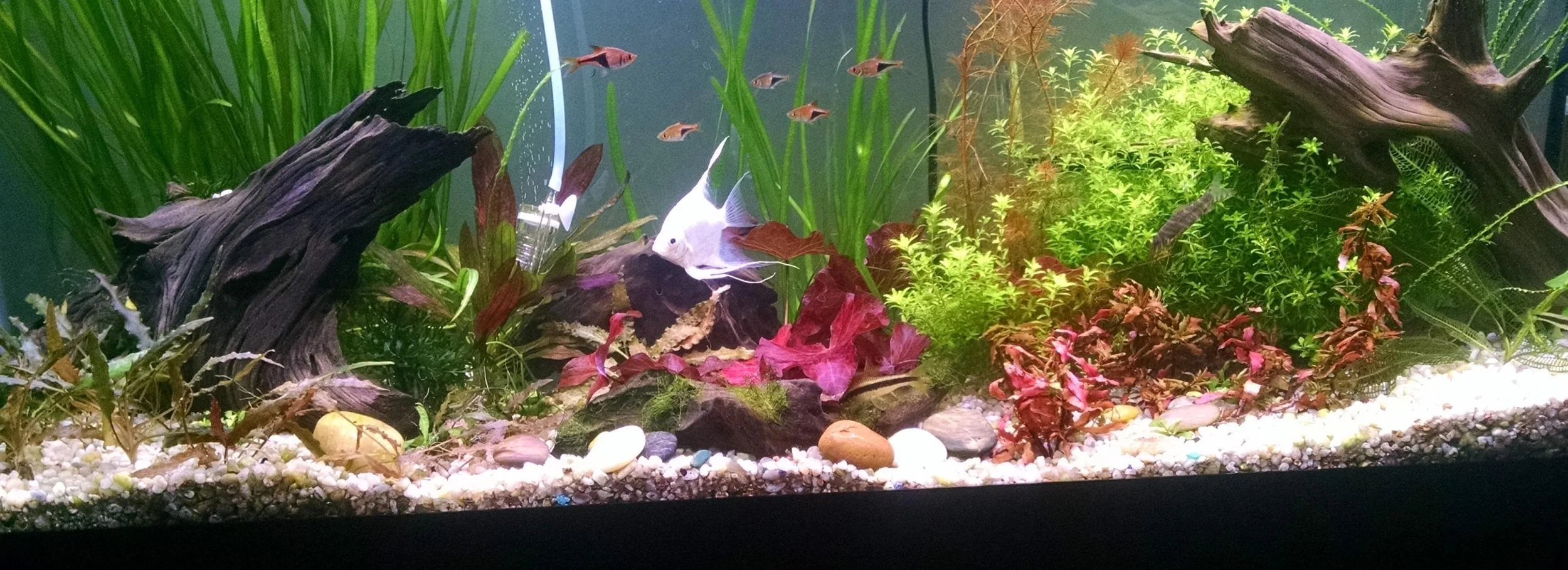 Fintastic Fish Store | Explore Fishkeeping Wonders