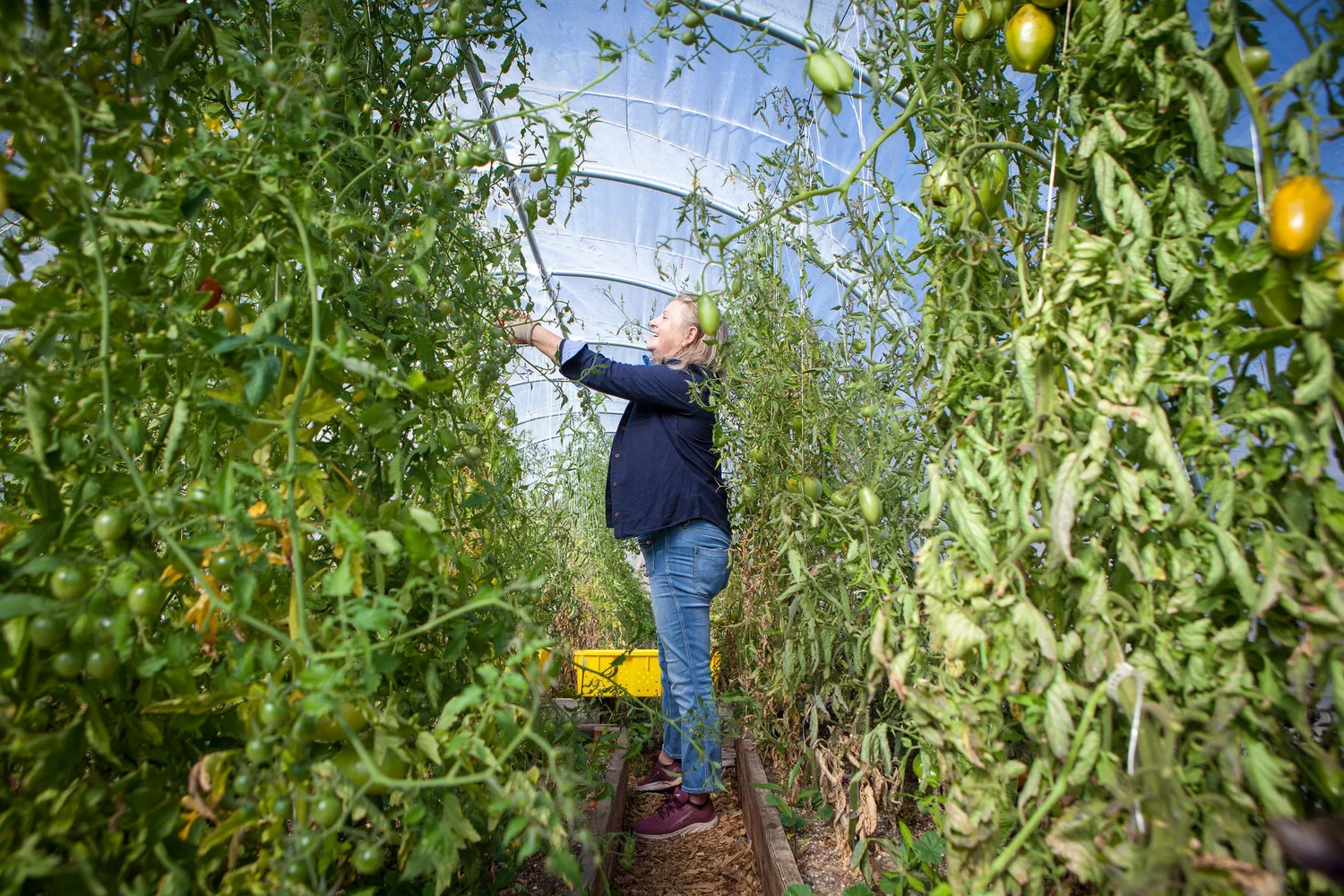 The Manna Garden — Manna