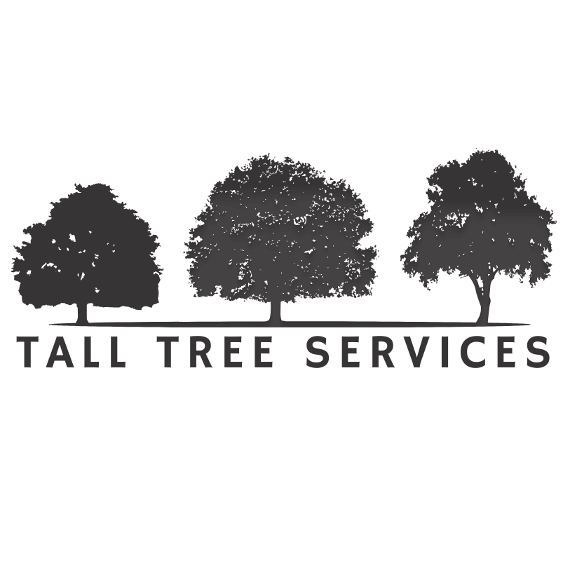Tree Surgeon in Gloucester | Tall Tree Services Ltd