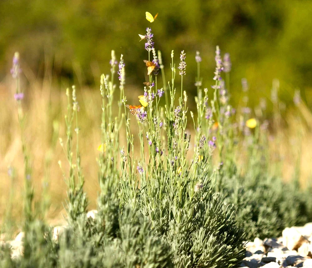 Leander Lavender