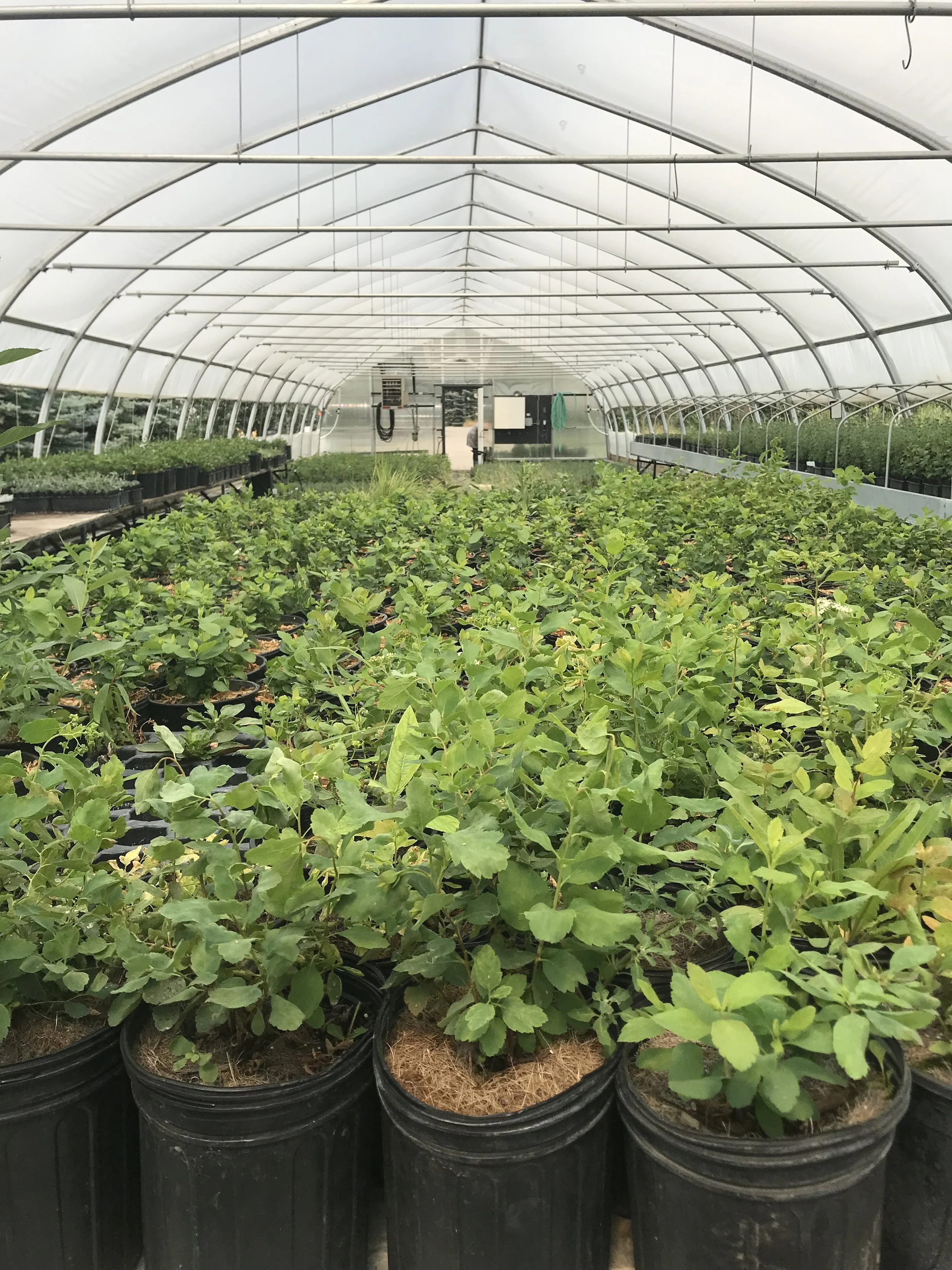 Grumpy's Native Plants