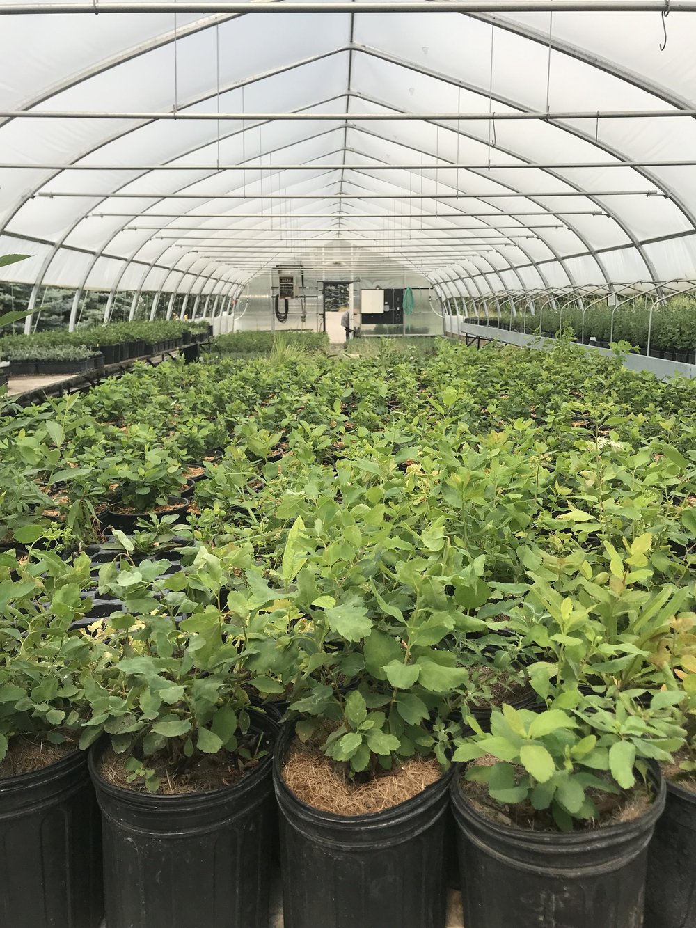 Grumpy's Native Plants