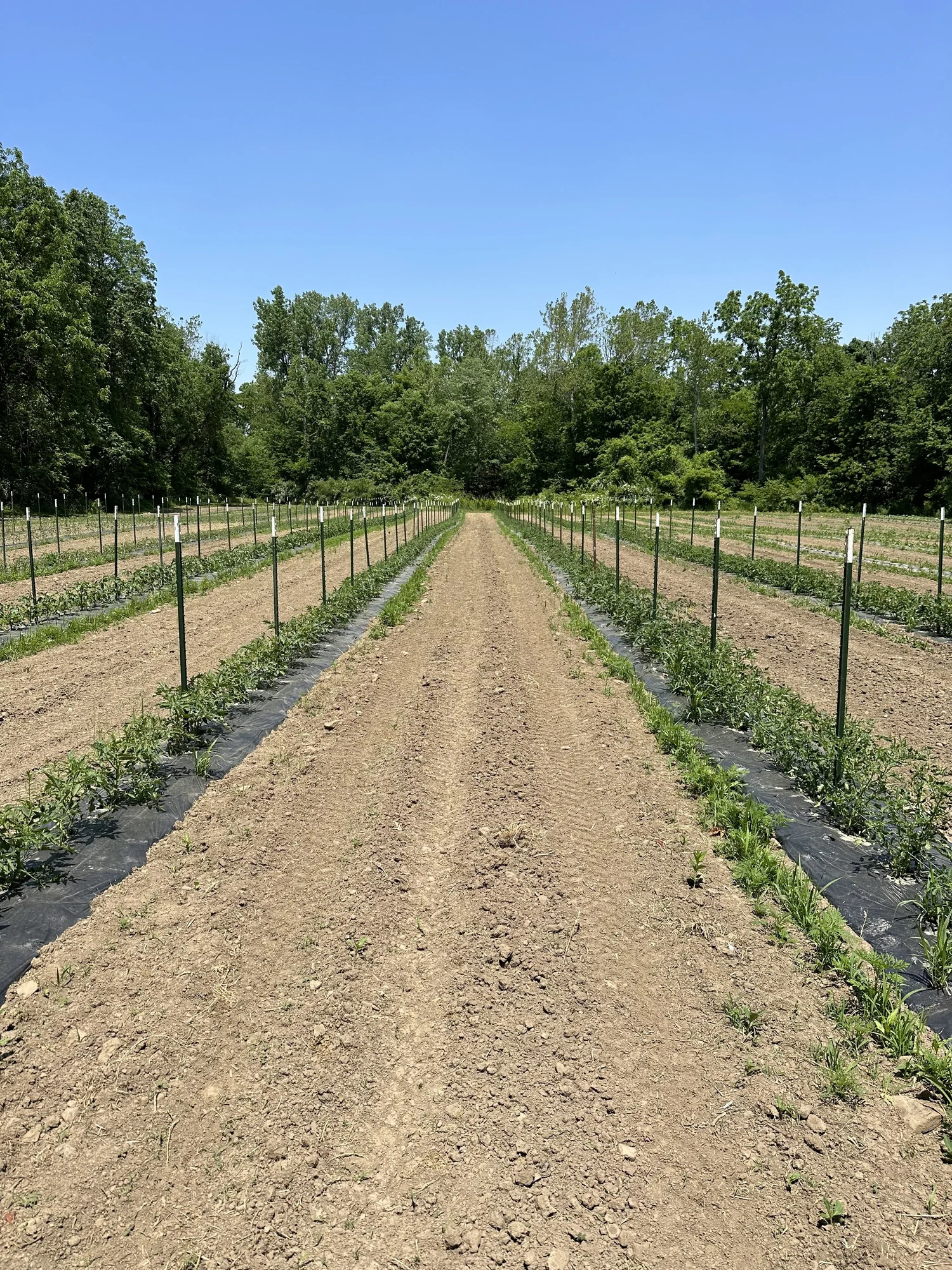 From Scratch Farm LLC
