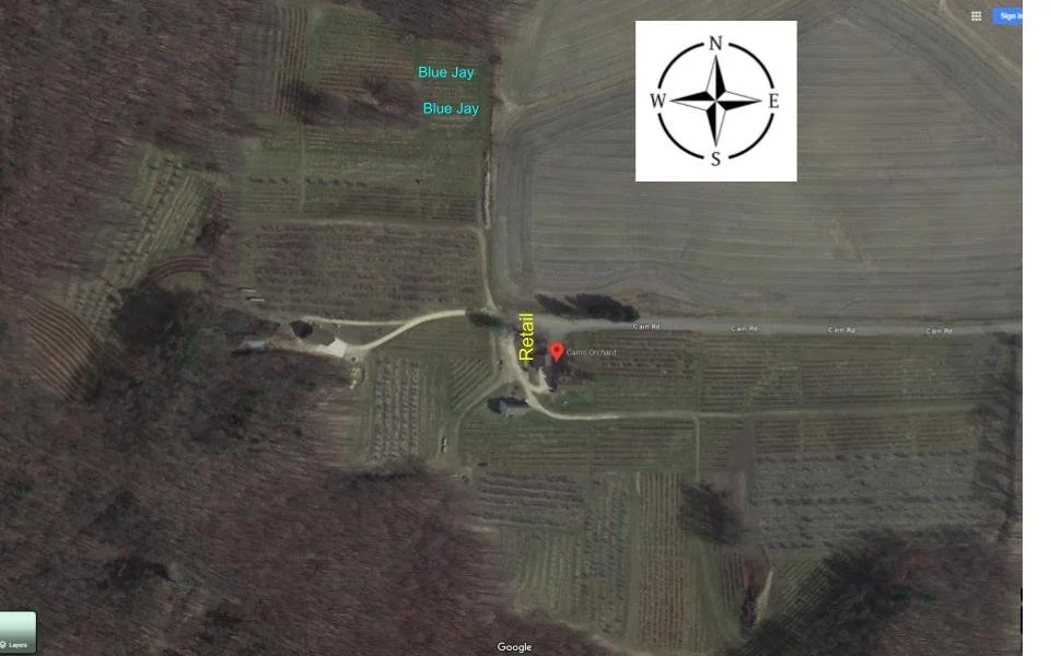 Blueberries — Cain's Orchard