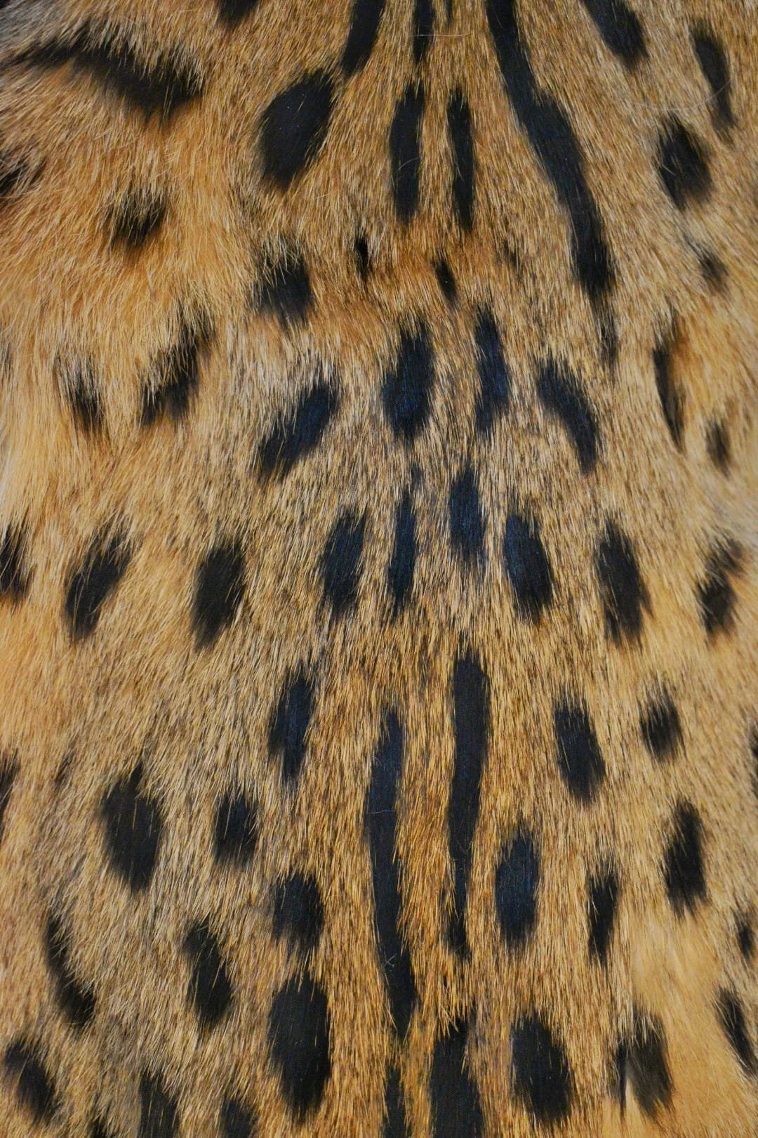Wildcat : Taxidermy