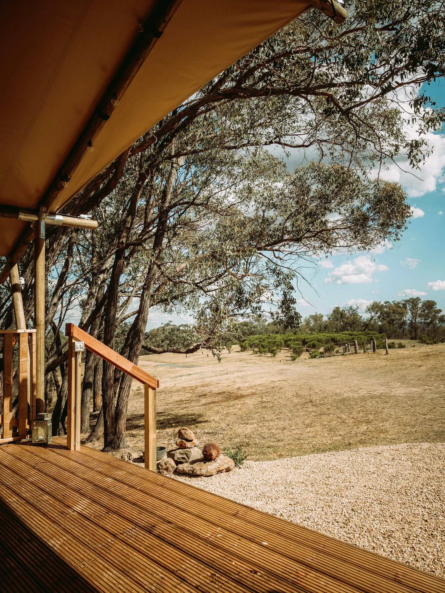 Our Tents — the Yellow Box Wood