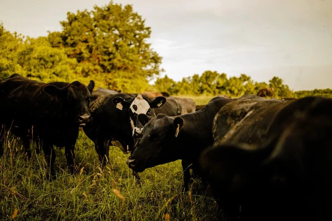 Beringer Family Farms