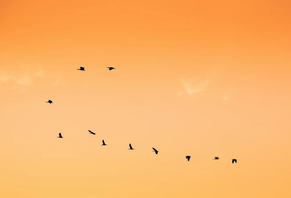 Master Negative Space: Transform Your Photography with Simplicity ...