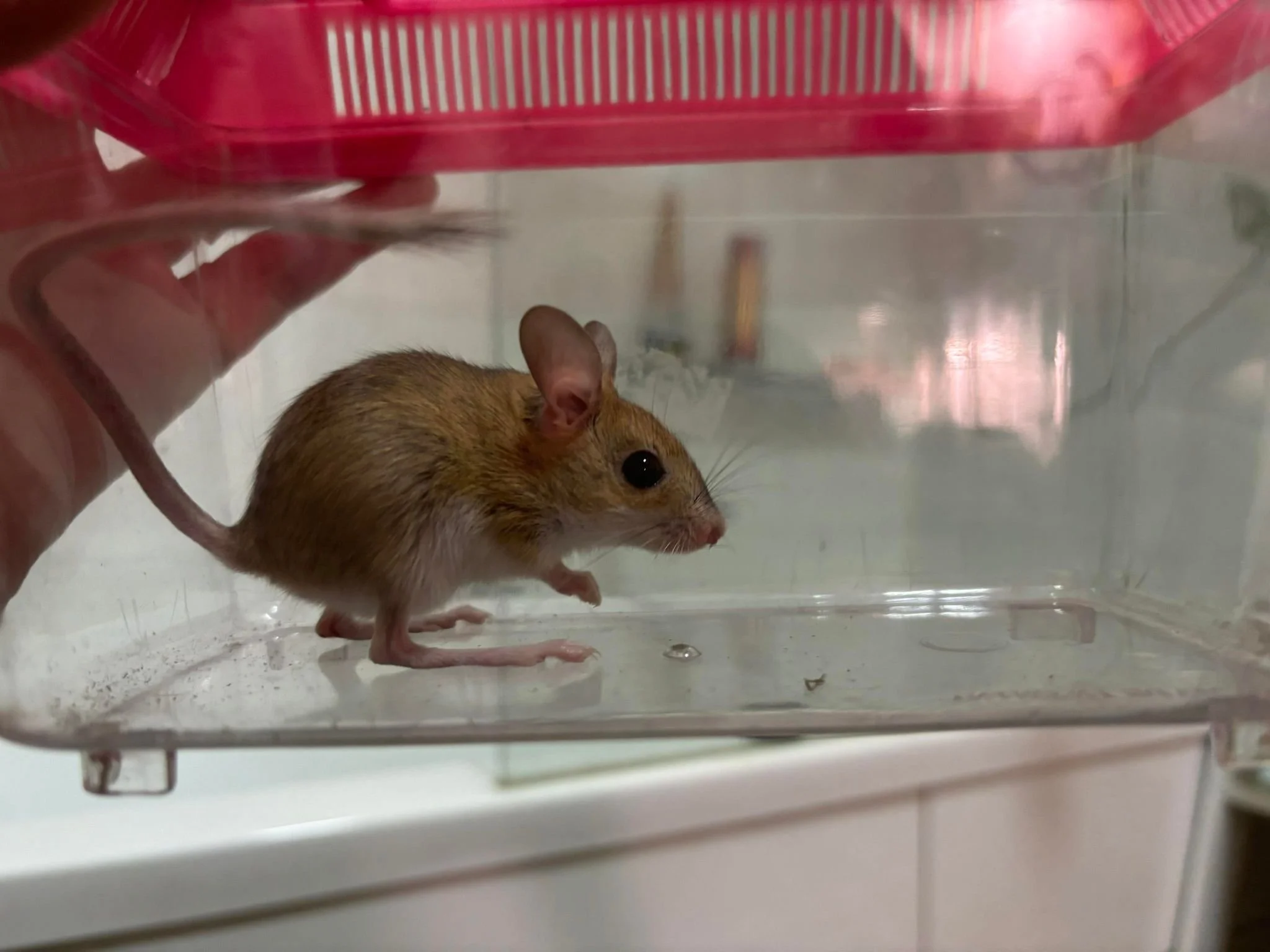 How to Tell if a Mouse is Male or Female — Out of The Pocket Micro ...